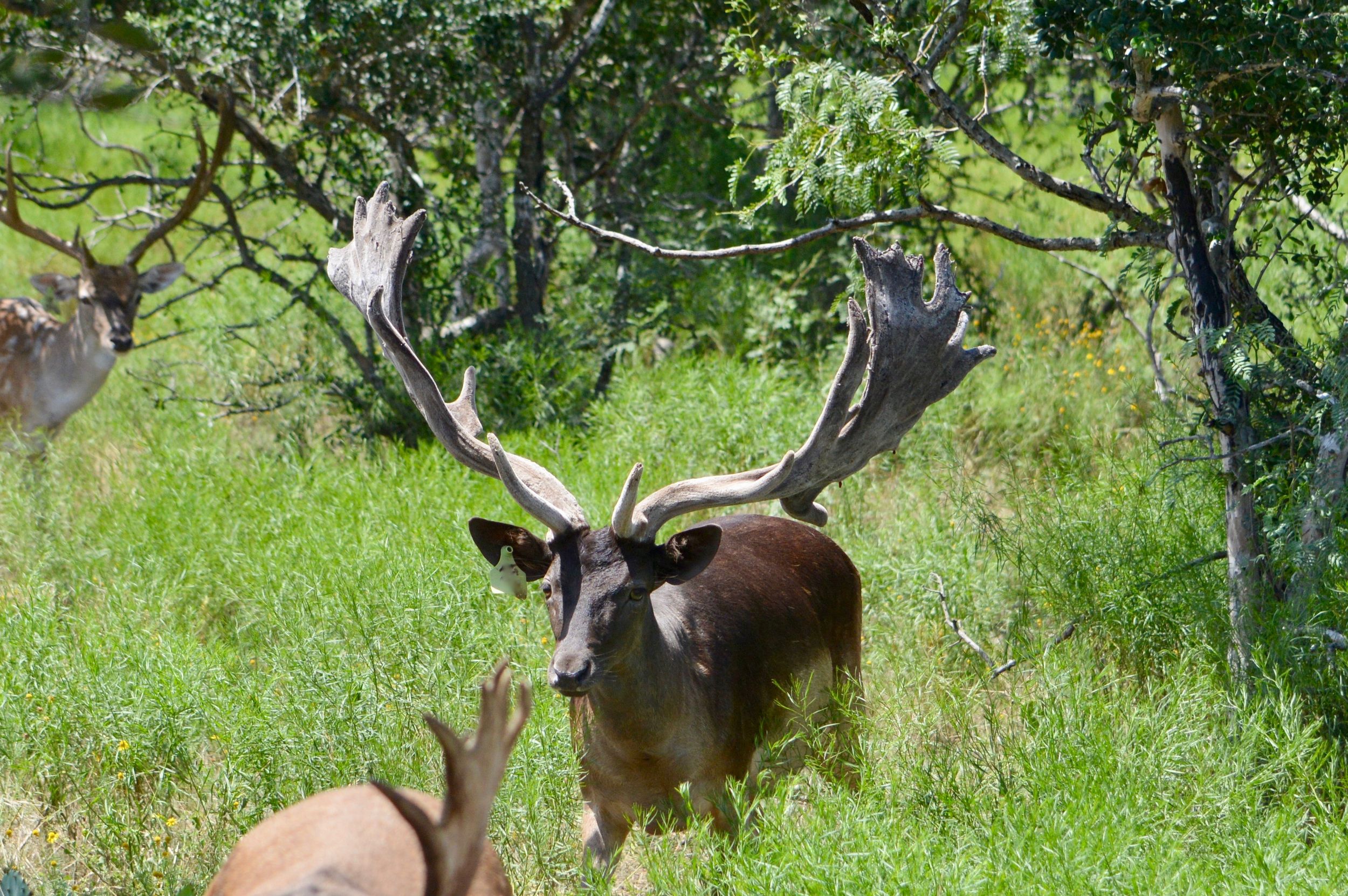 Fallow Breeders - Sola Fe Ranch