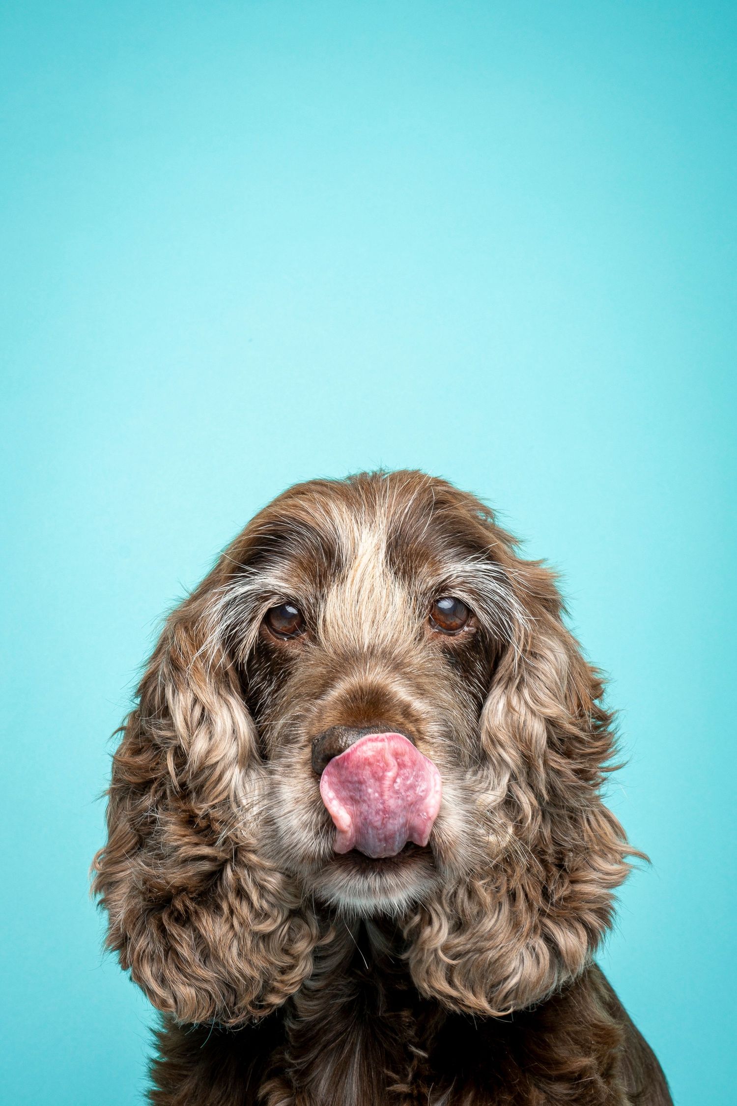 Dogs - Rachel Riley Photography