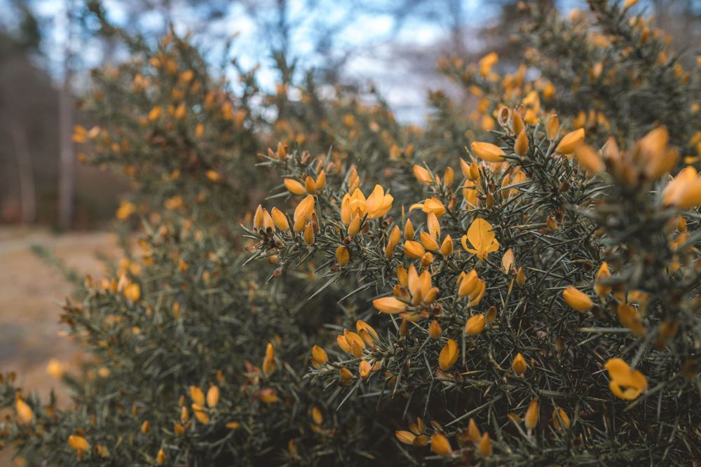 Gorse - The Grizzly Forager: The Definitive Guide to Foraging with Kids