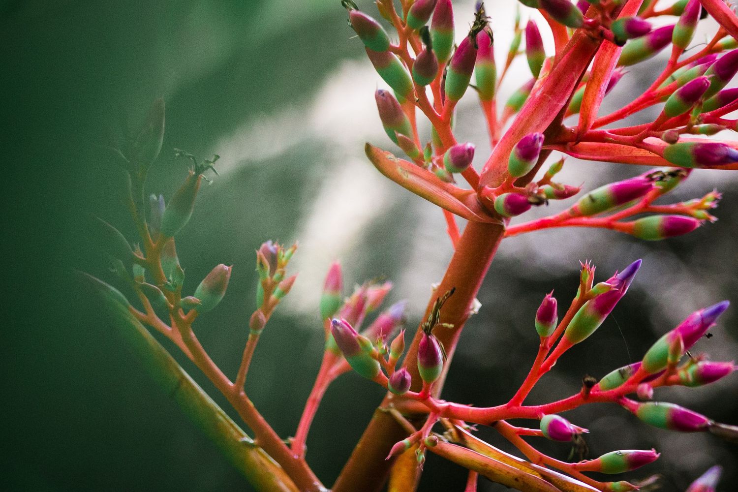 Portfolio Copy - Flora+Fauna Design and Photography