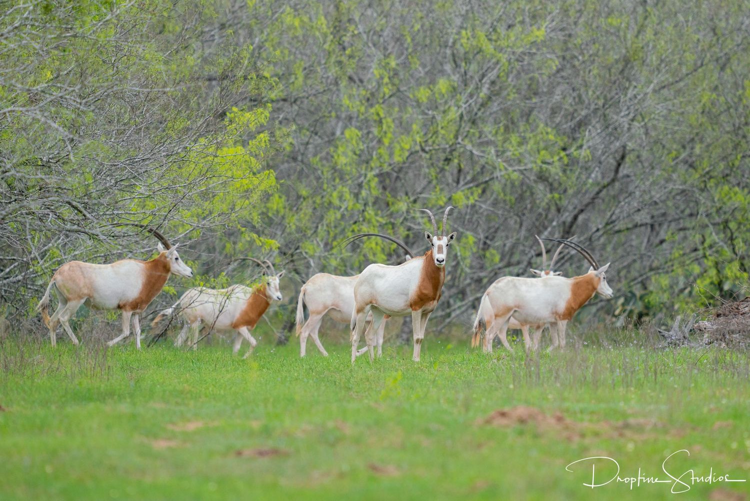 Scimitar Oryx - Sola Fe Ranch