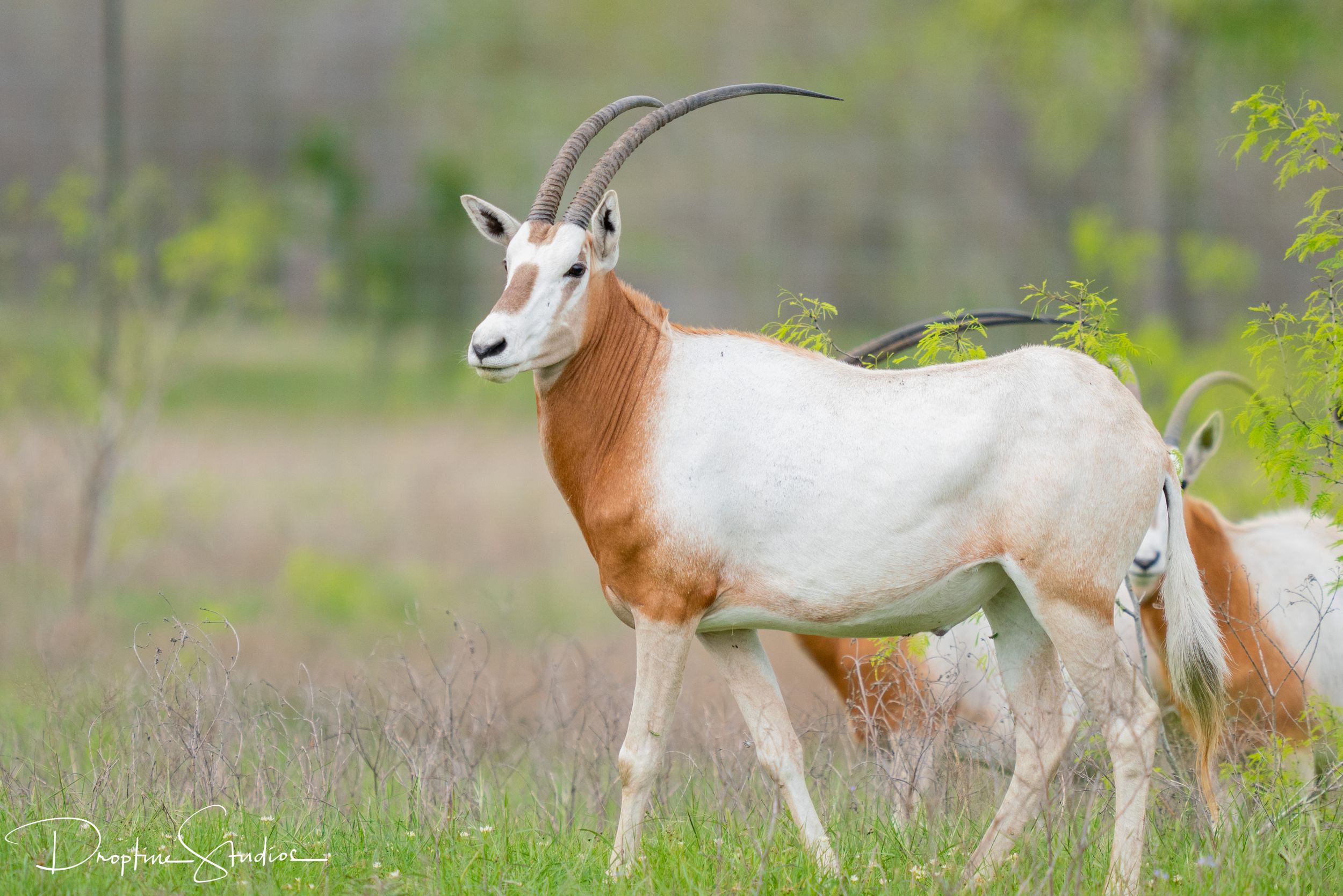 Scimitar Oryx - Sola Fe Ranch