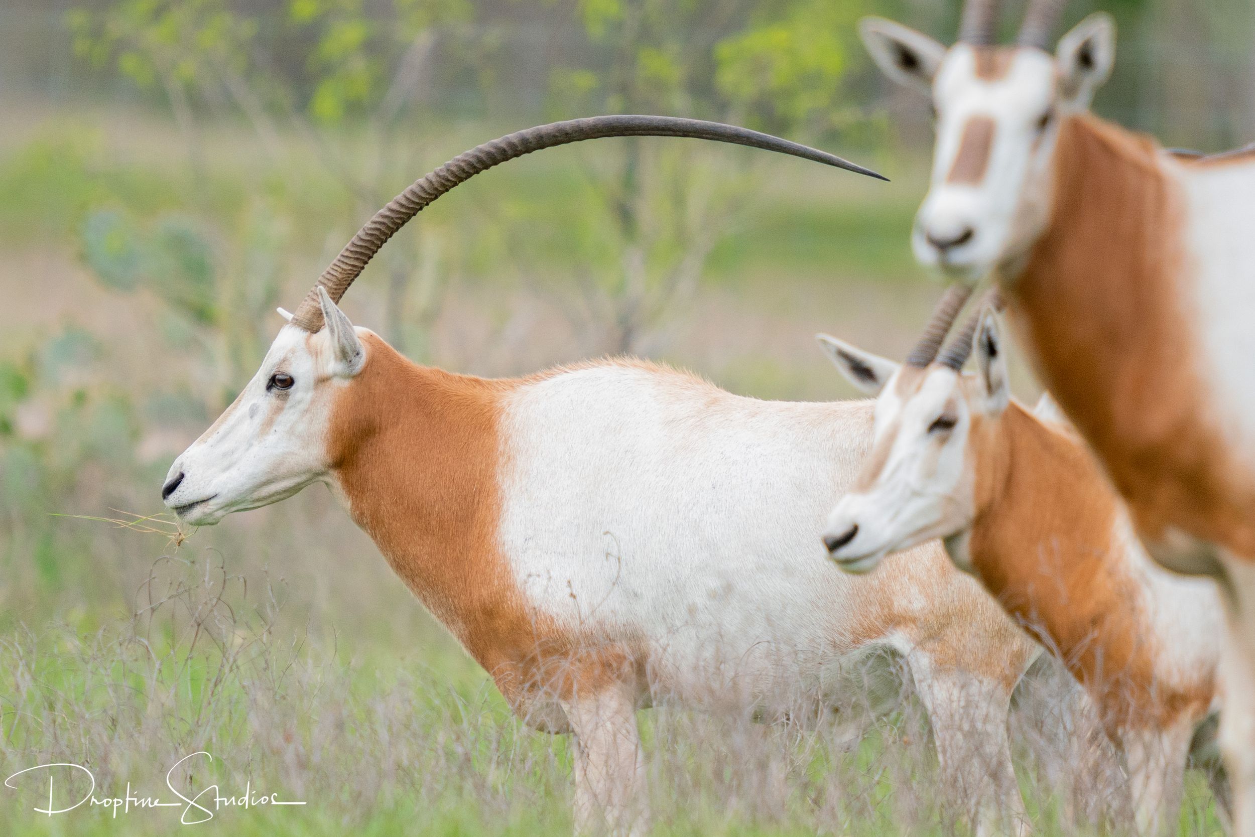 Scimitar Oryx - Sola Fe Ranch