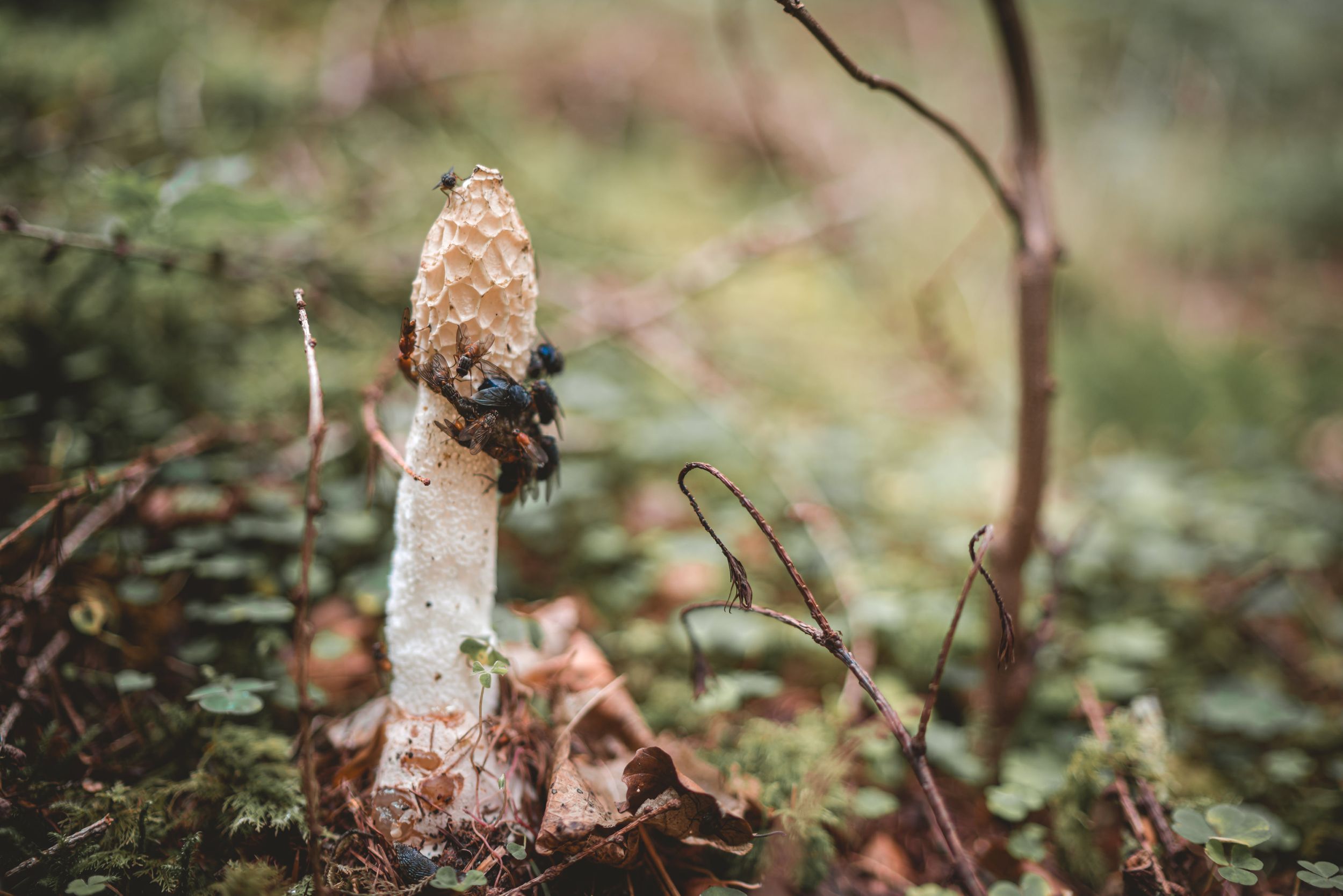Witch's Eggs (Stinkhorn Eggs) - The Grizzly Forager: The Definitive ...