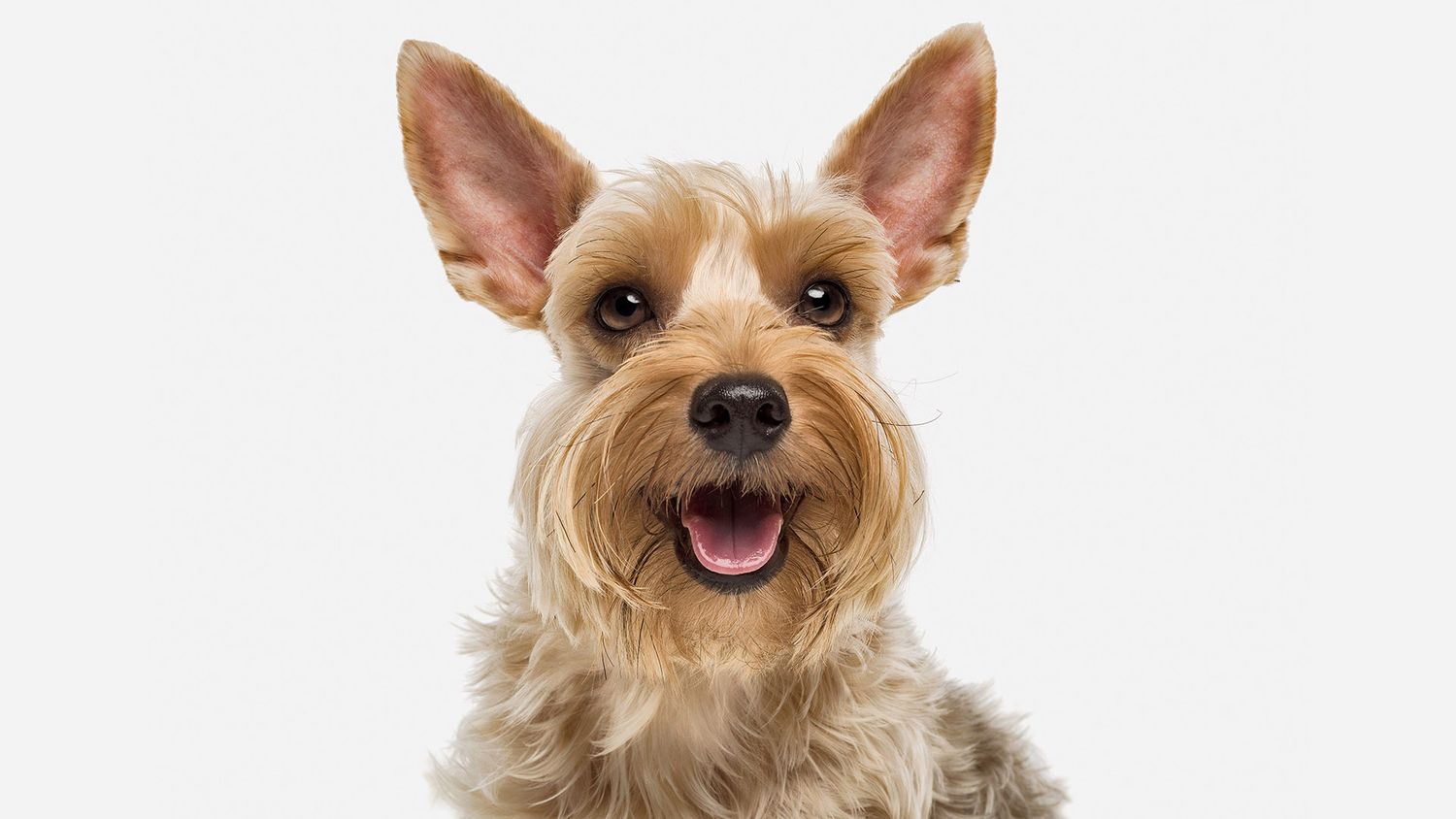 Blog - Pet Visuals | Dog Photographer Manila