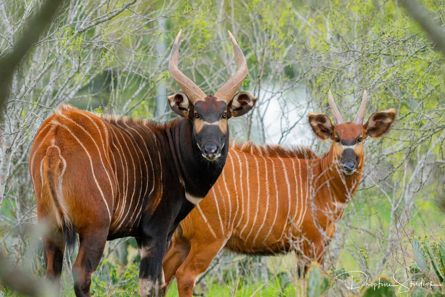 Bongo Breeders - Sola Fe Ranch