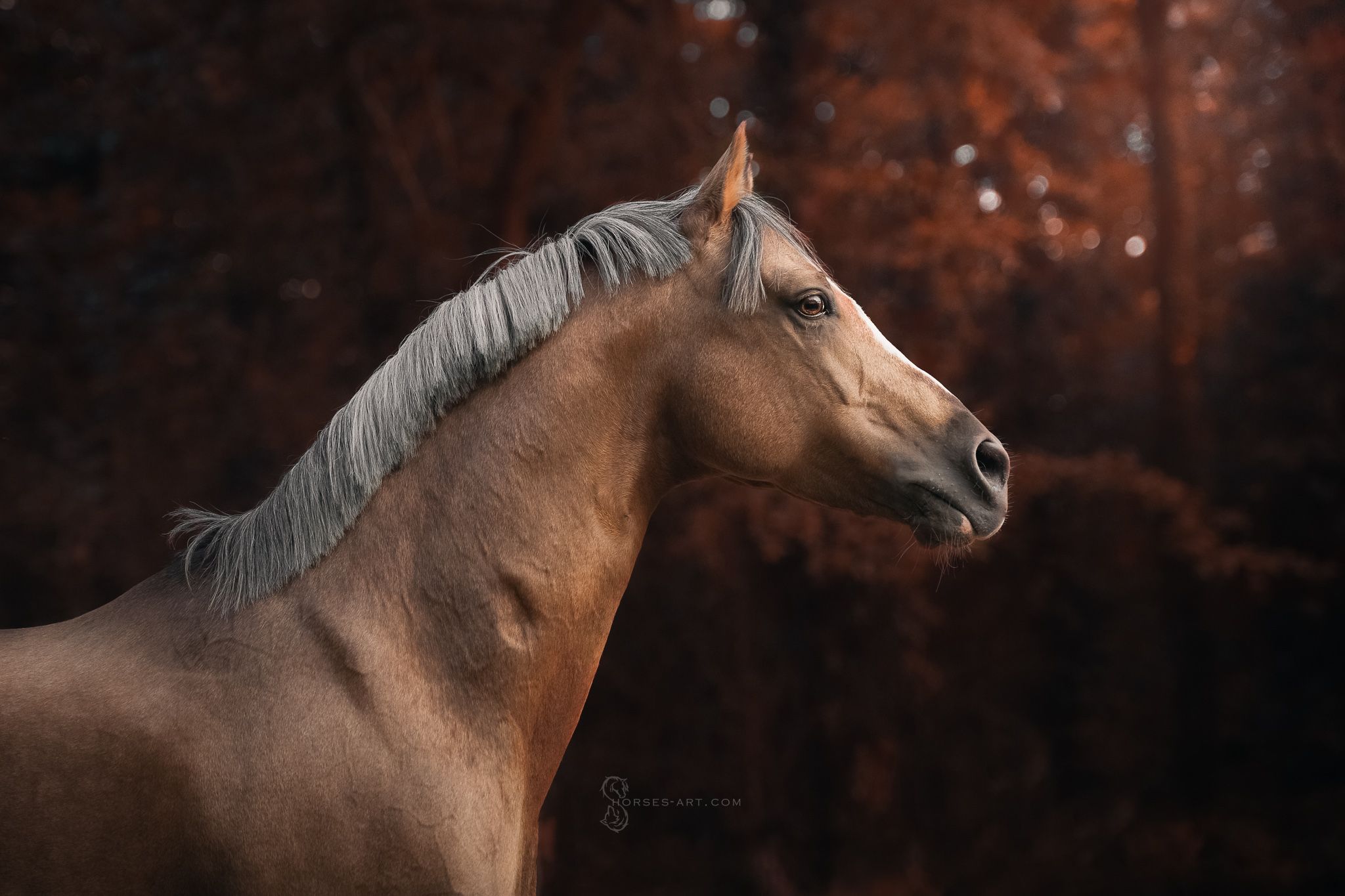 Photographies Equine - Races - Horses' Art - Elsa MEIER