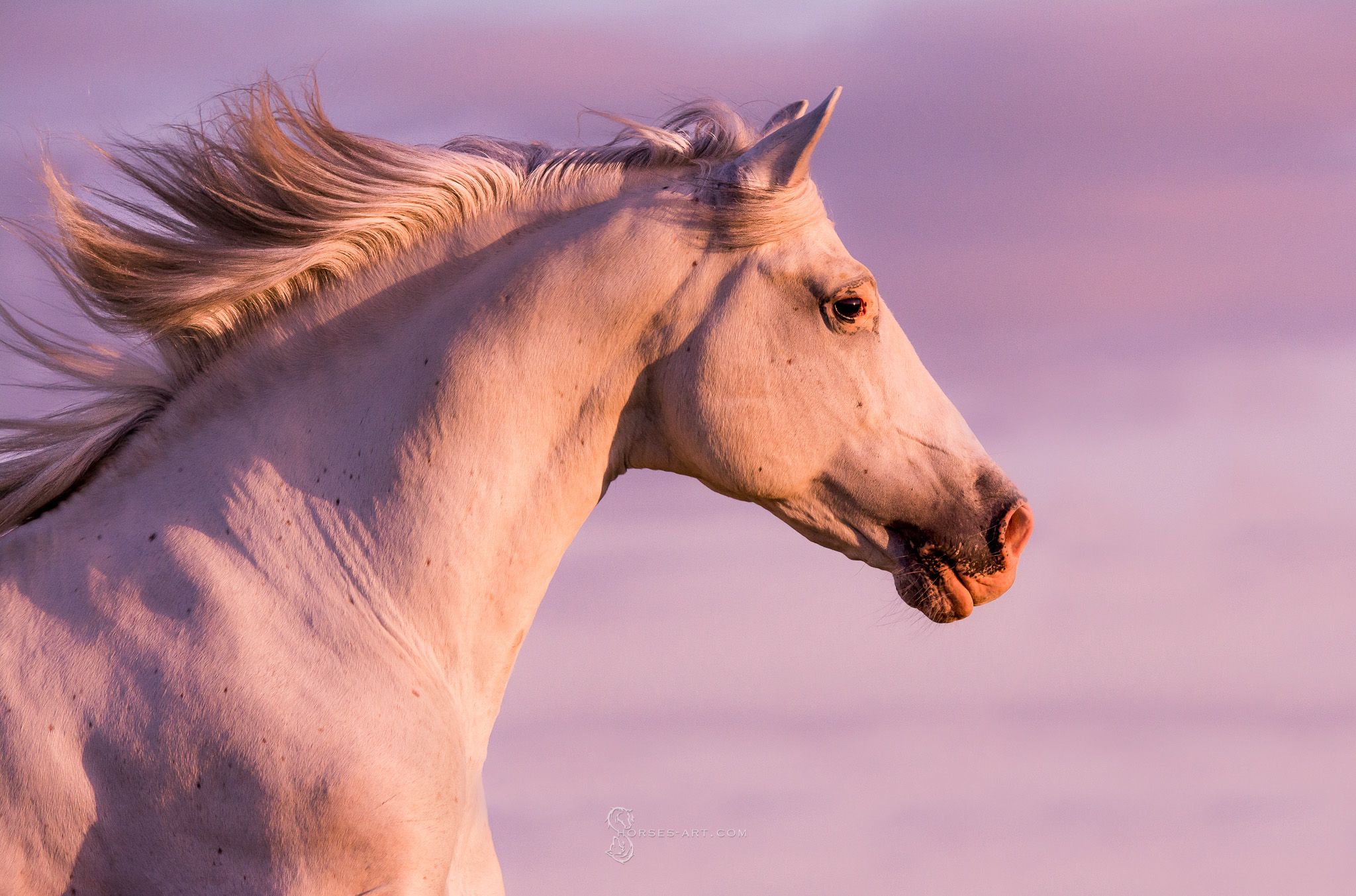Photographies Equine - Races - Horses' Art - Elsa MEIER