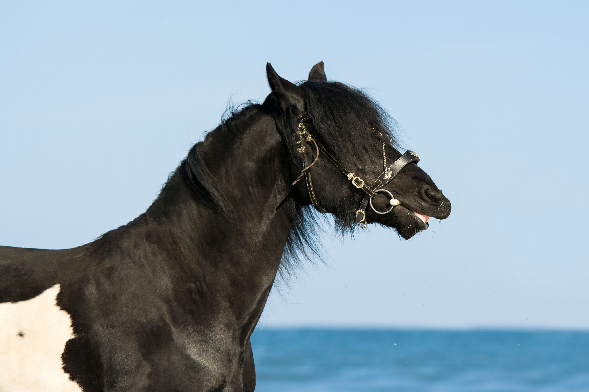 Photographies Equine - Races - Horses' Art - Elsa MEIER