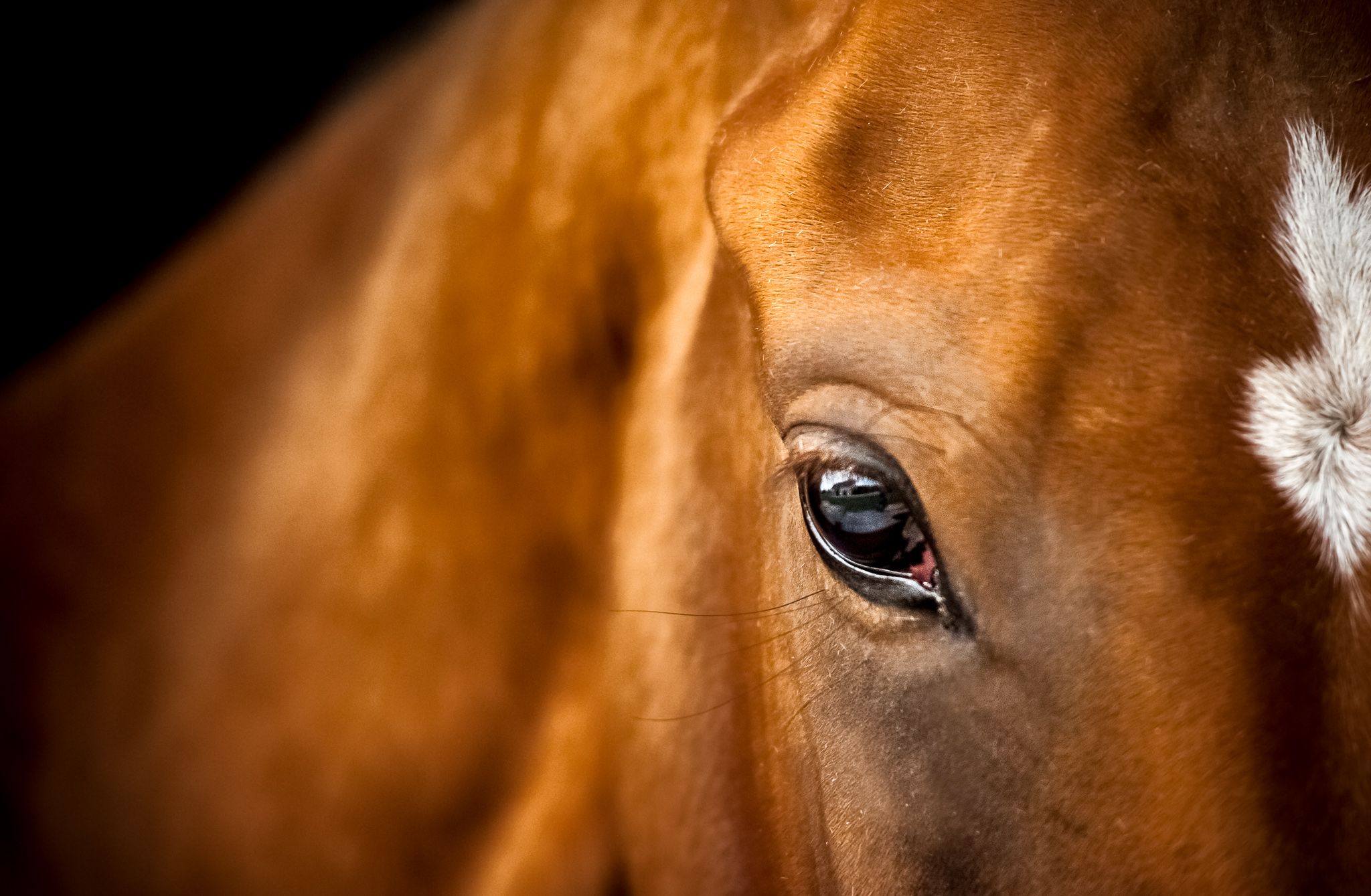 Photographies Equine - Races - Horses' Art - Elsa MEIER
