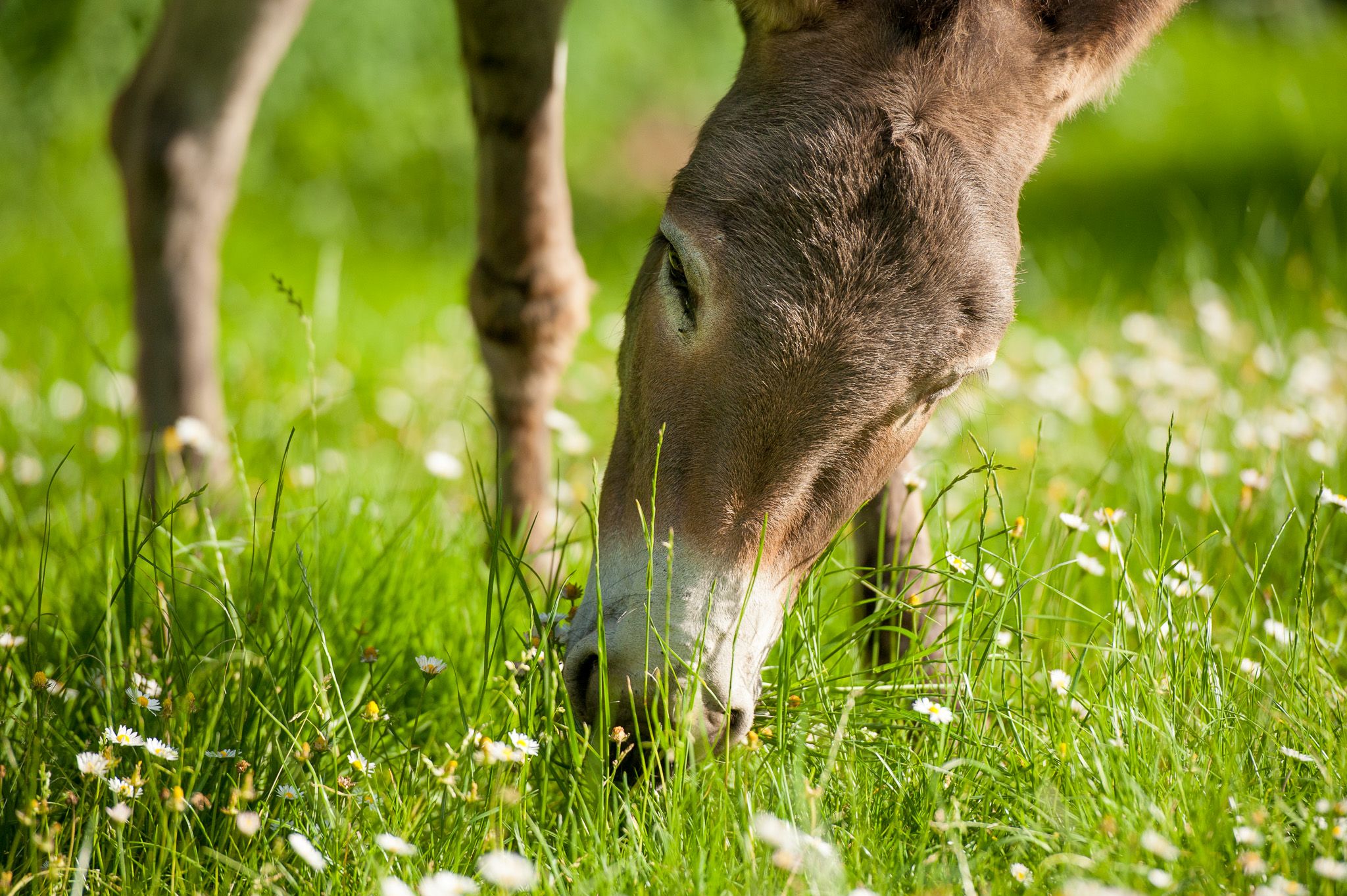 Photographies Equine - Races - Horses' Art - Elsa MEIER
