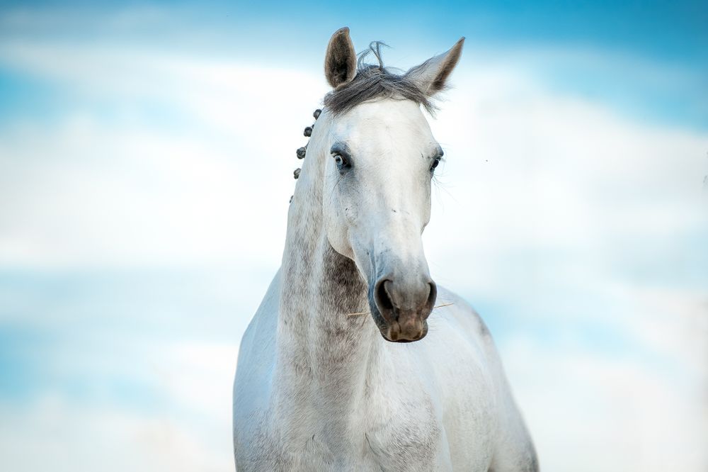 Photographies Equine - Races - Horses' Art - Elsa MEIER