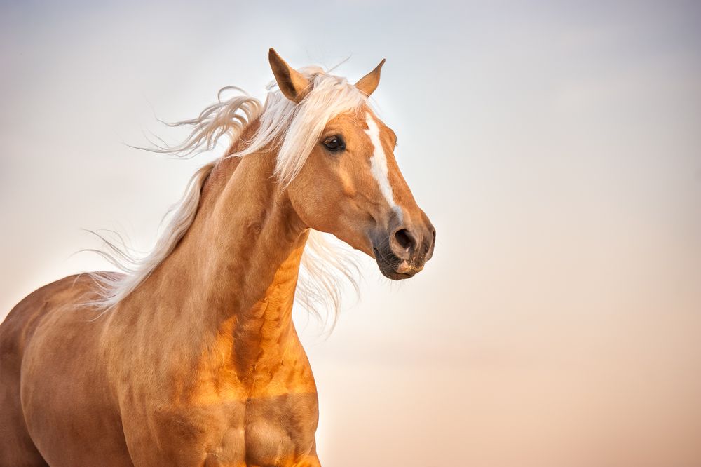 Photographies Equine - Races - Horses' Art - Elsa MEIER
