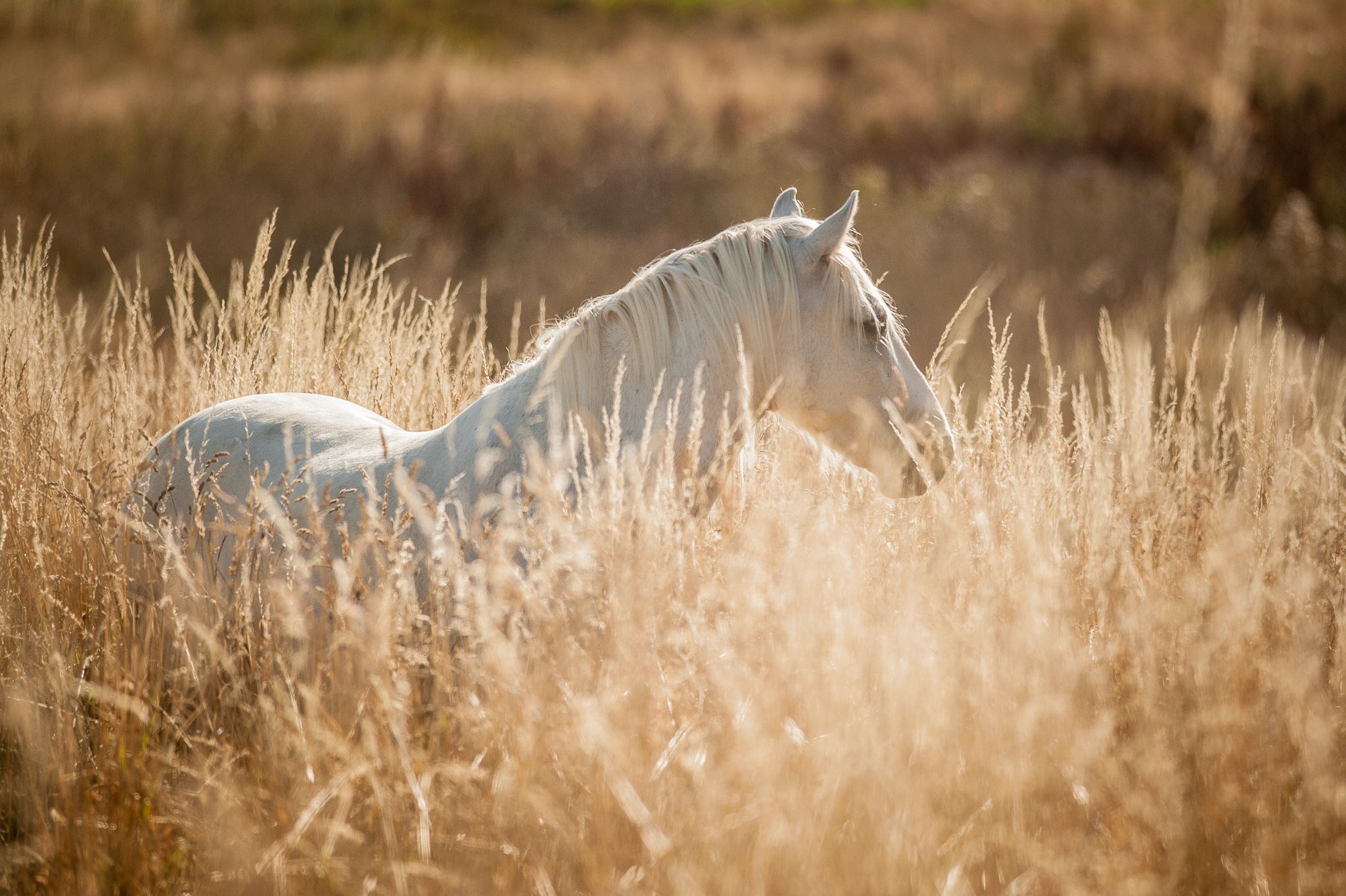 Photographies Equine - Races - Horses' Art - Elsa MEIER