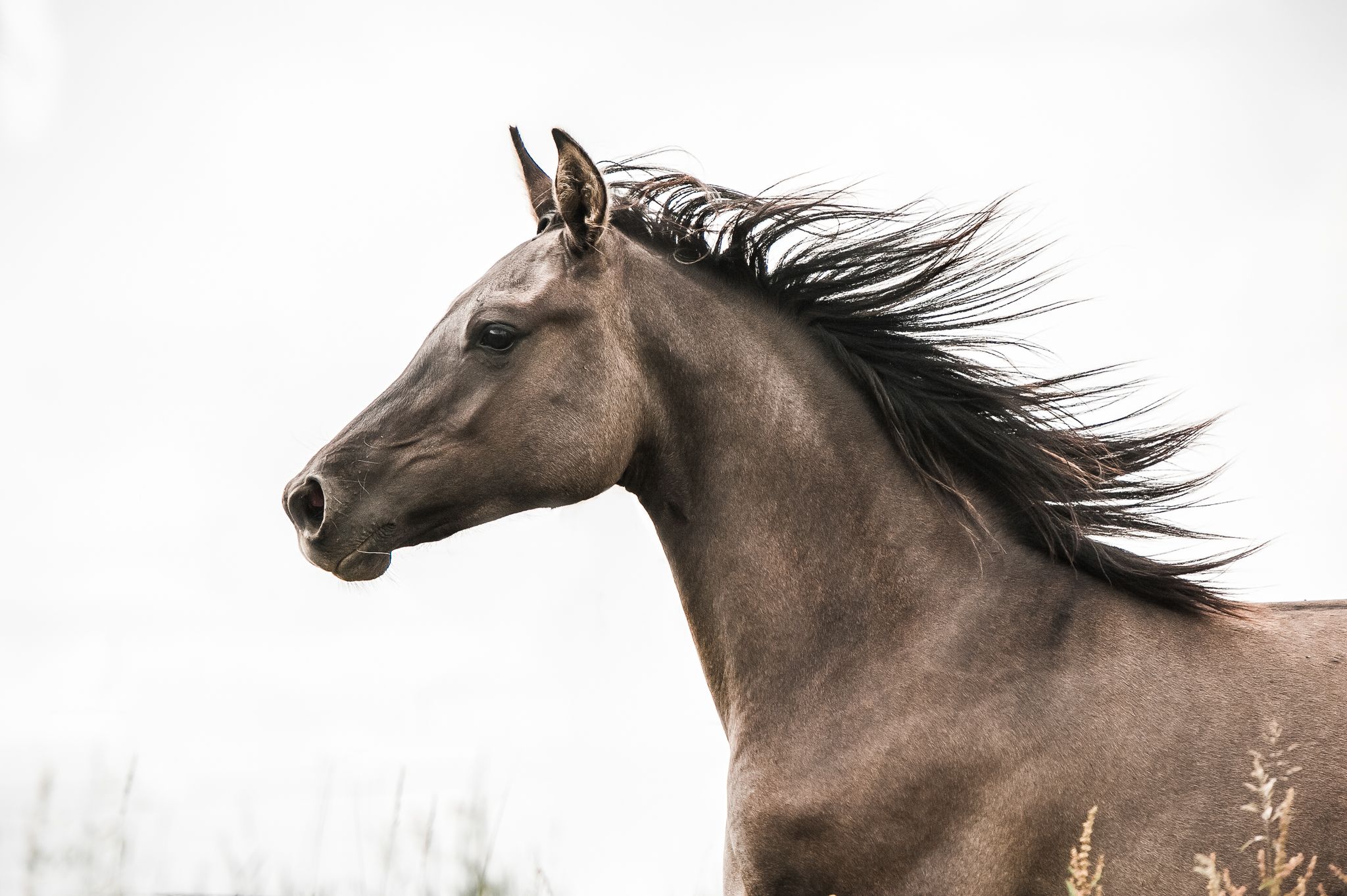 Photographies Equine - Races - Horses' Art - Elsa MEIER