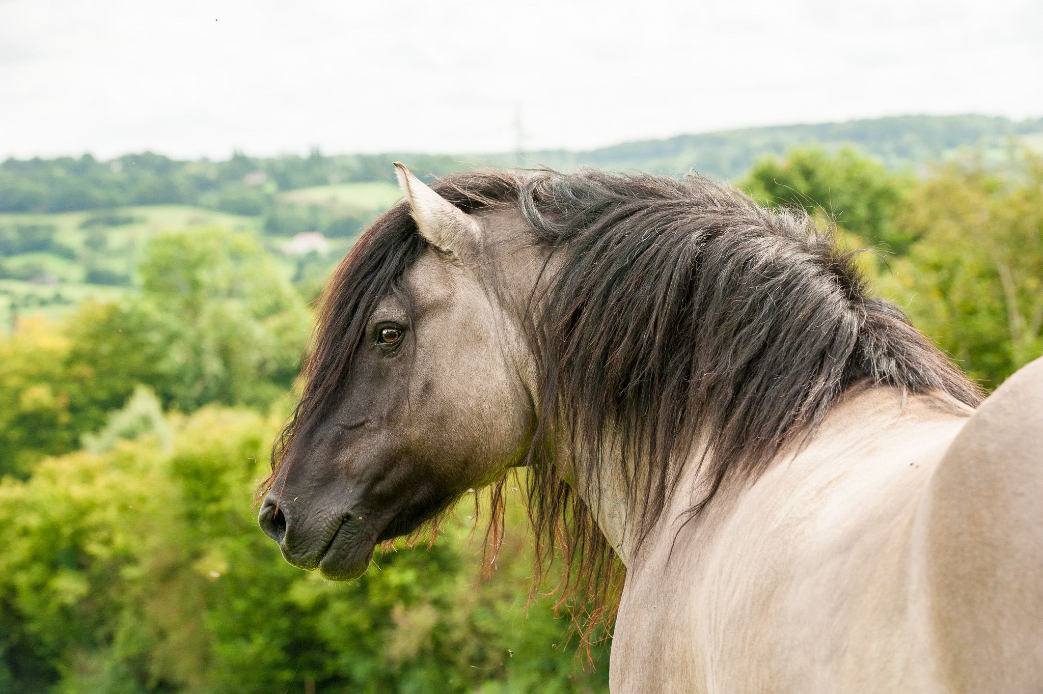 Photographies Equine - Races - Horses' Art - Elsa MEIER