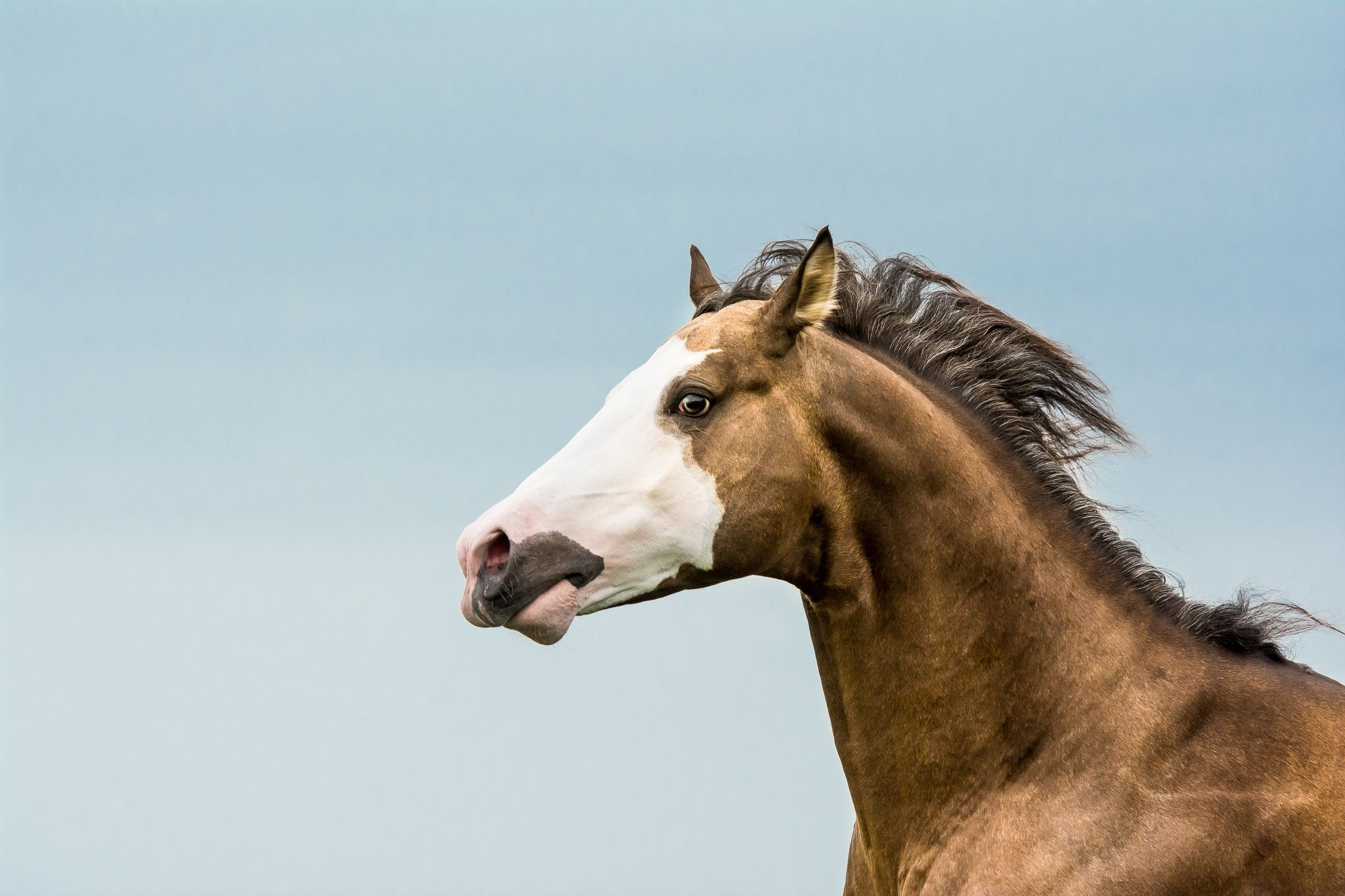 Photographies Equine - Races - Horses' Art - Elsa MEIER