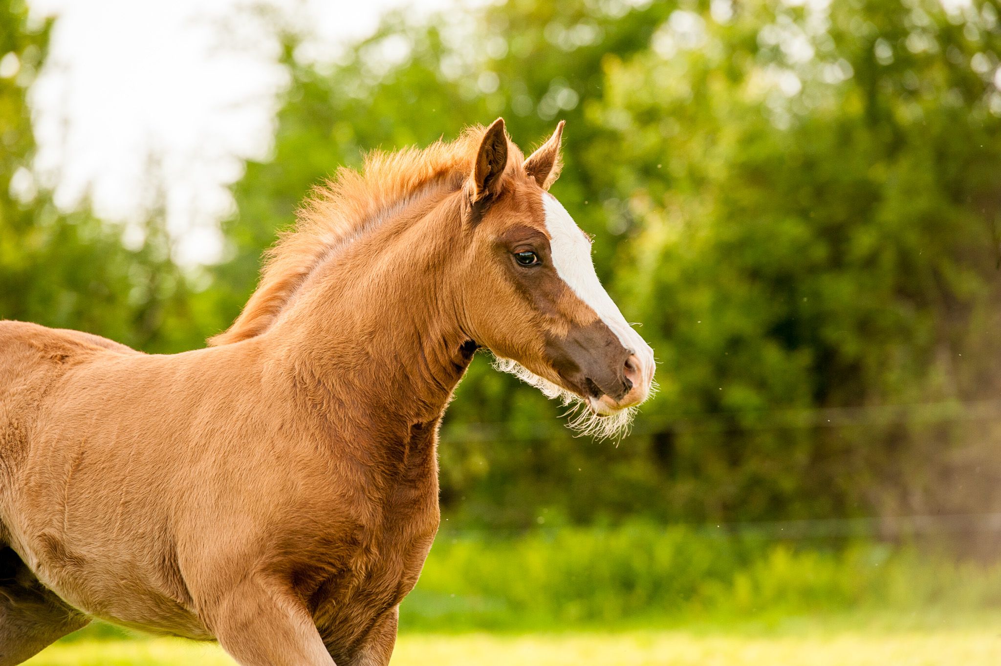 Photographies Equine - Races - Horses' Art - Elsa MEIER