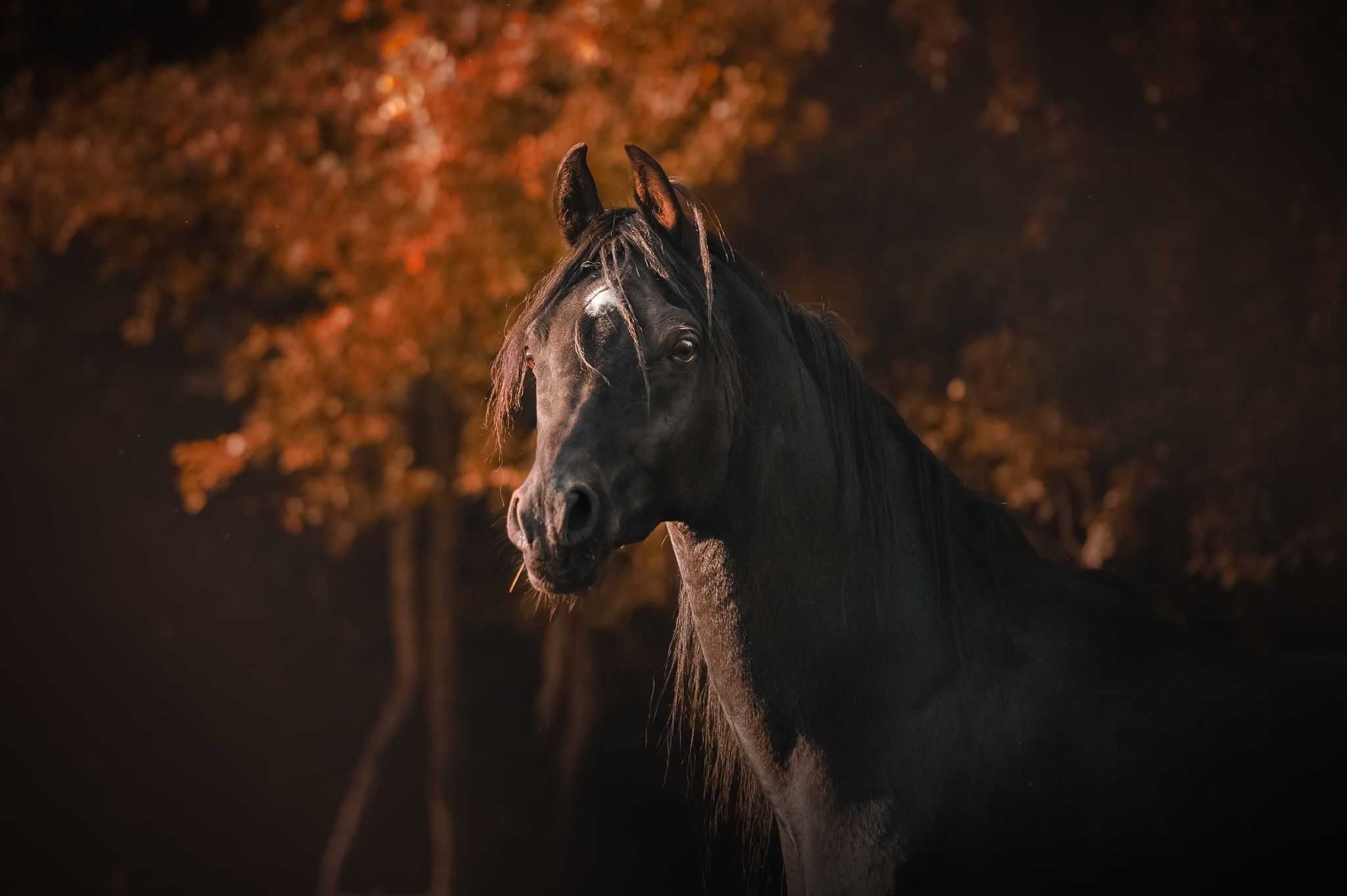 Photographies Equine - Races - Horses' Art - Elsa MEIER