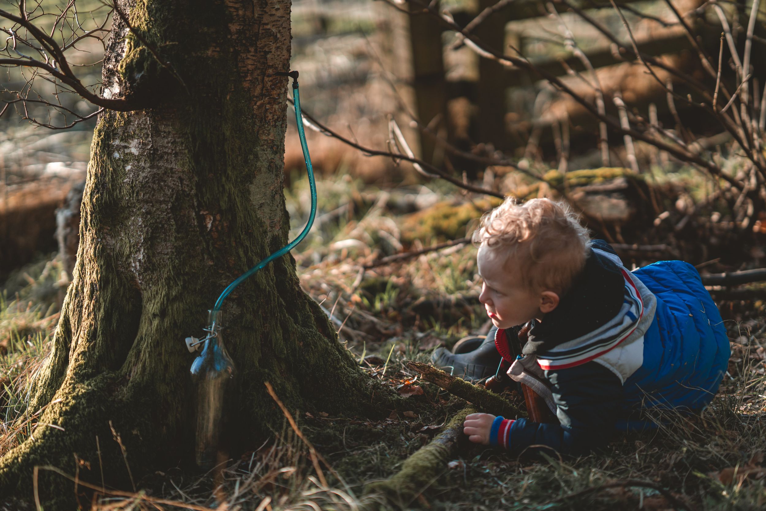 Tapping Trees for Sap - The Grizzly Forager: The Definitive Guide to ...