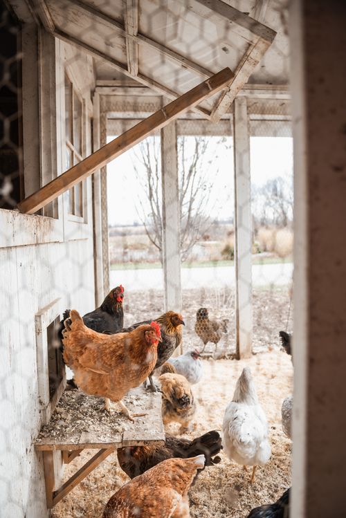 Kicking Off The Holidays At Rose Farm in Norwalk, Iowa - Jill Neil ...