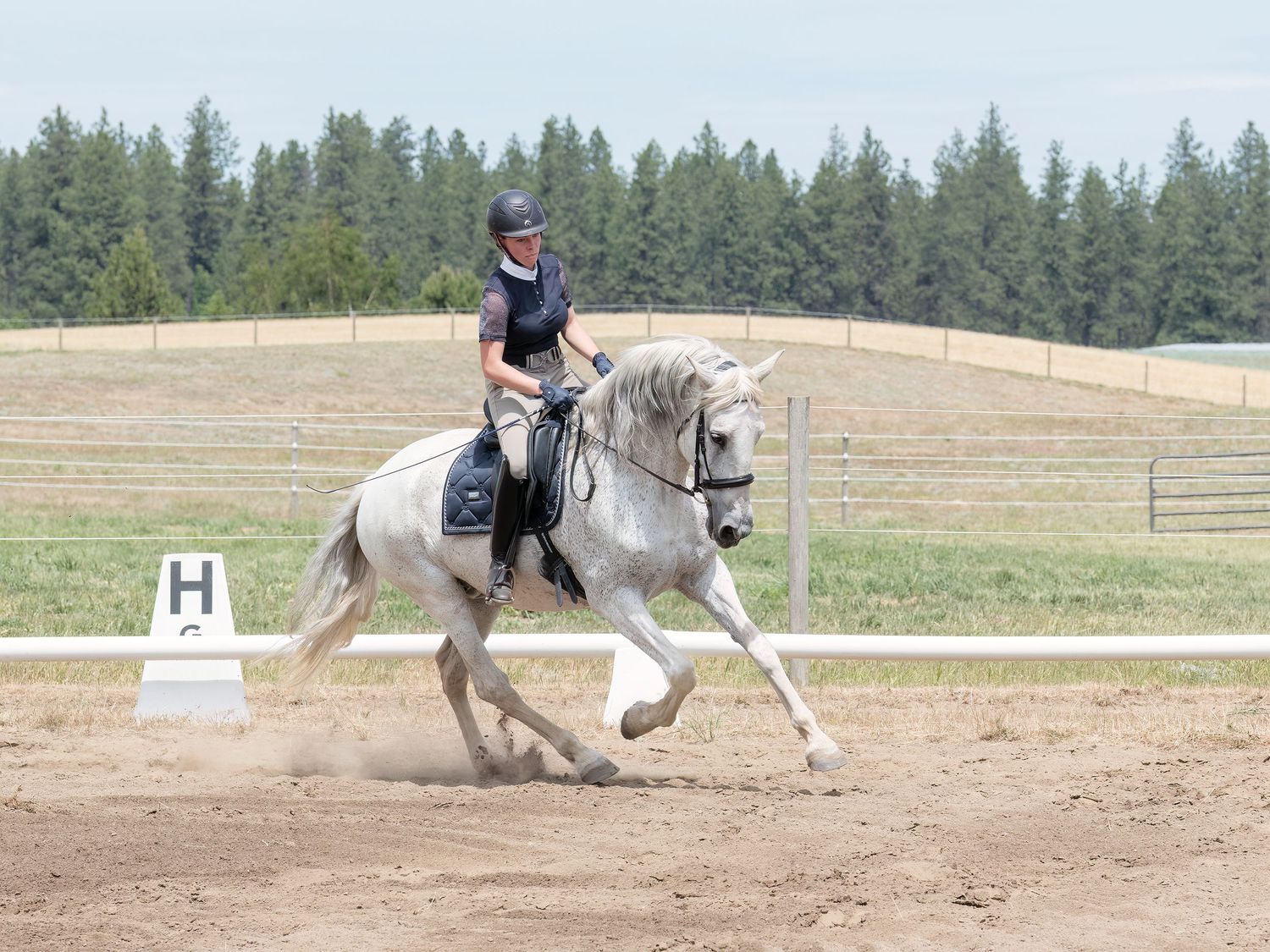 Horses - Susan Ward Photography