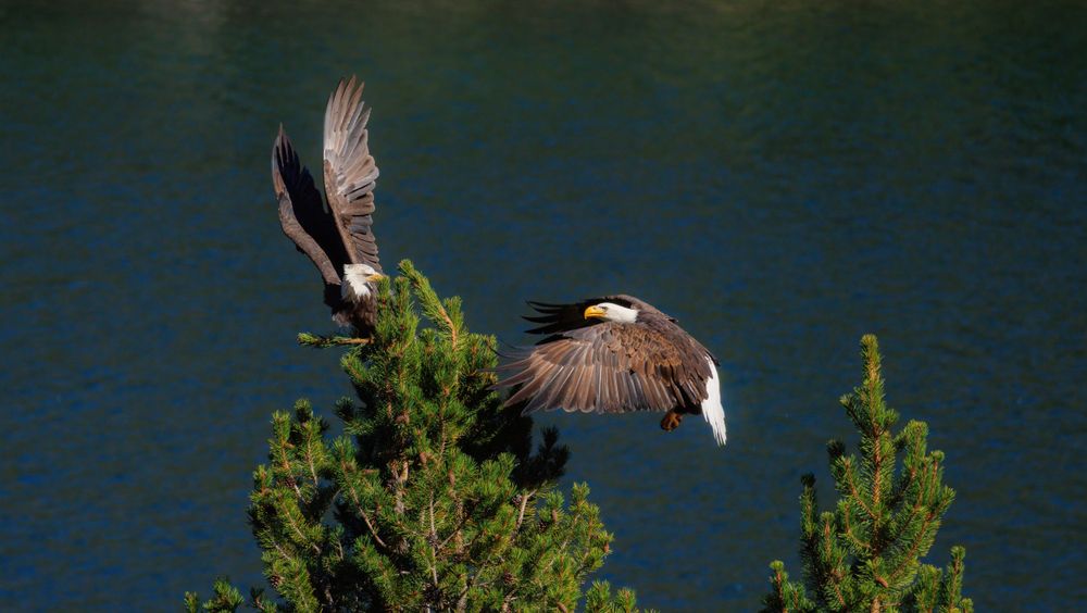 Daniel Chui Photography