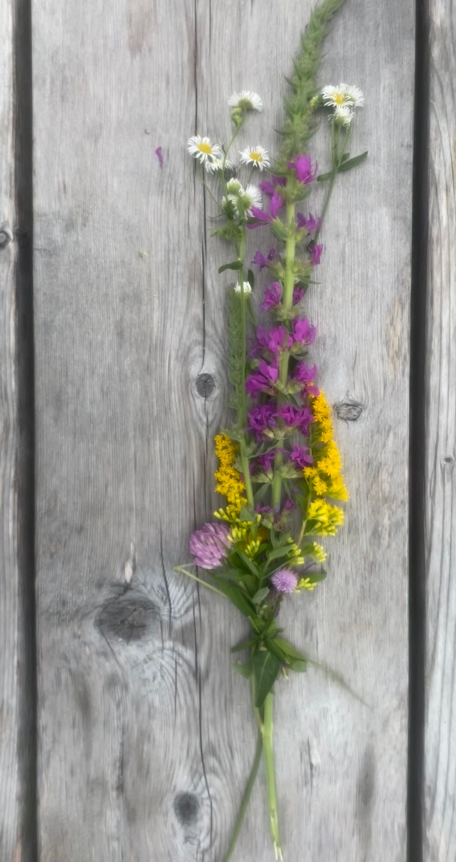 Birch & Fern Photography, LLC