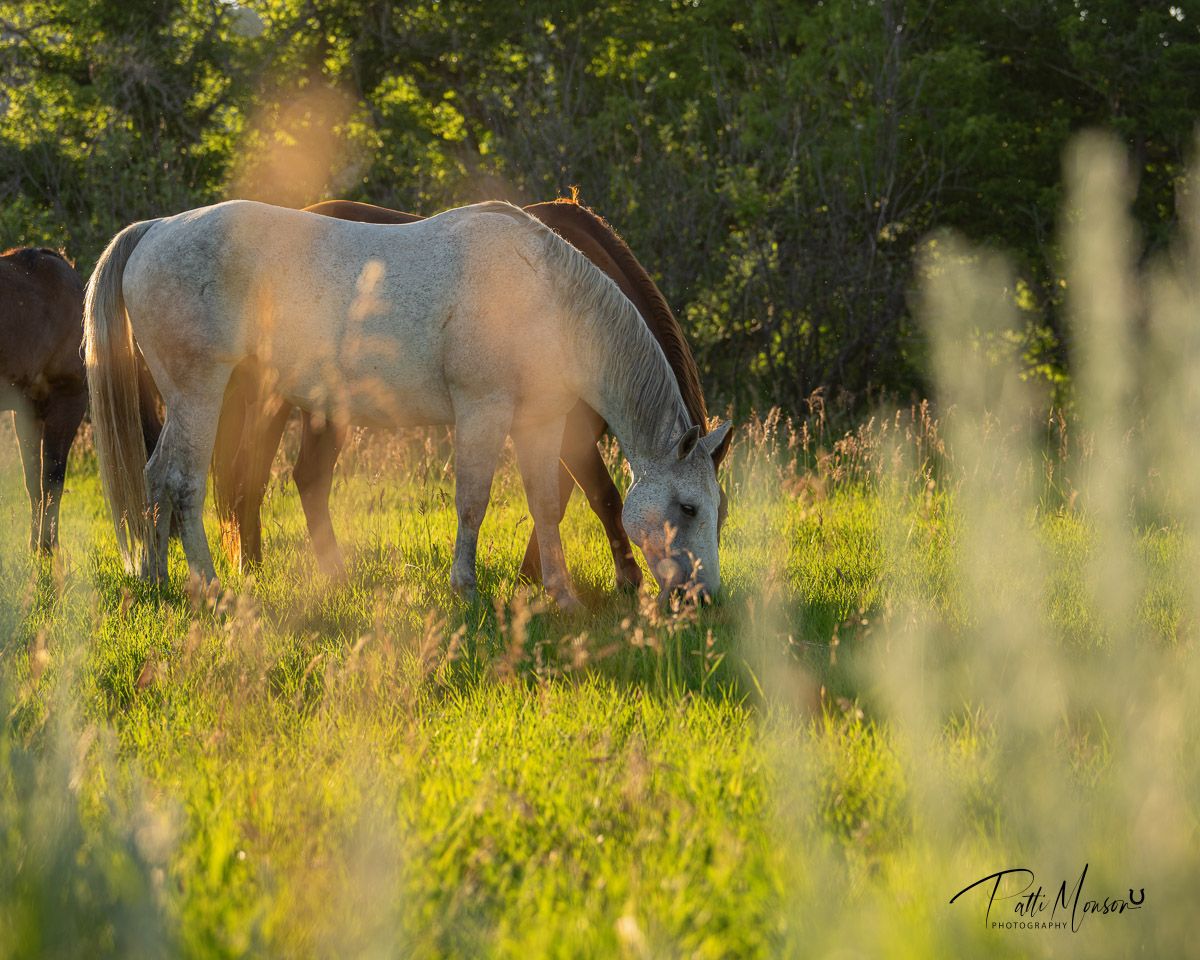 Testimonials - Patti Monson Photography