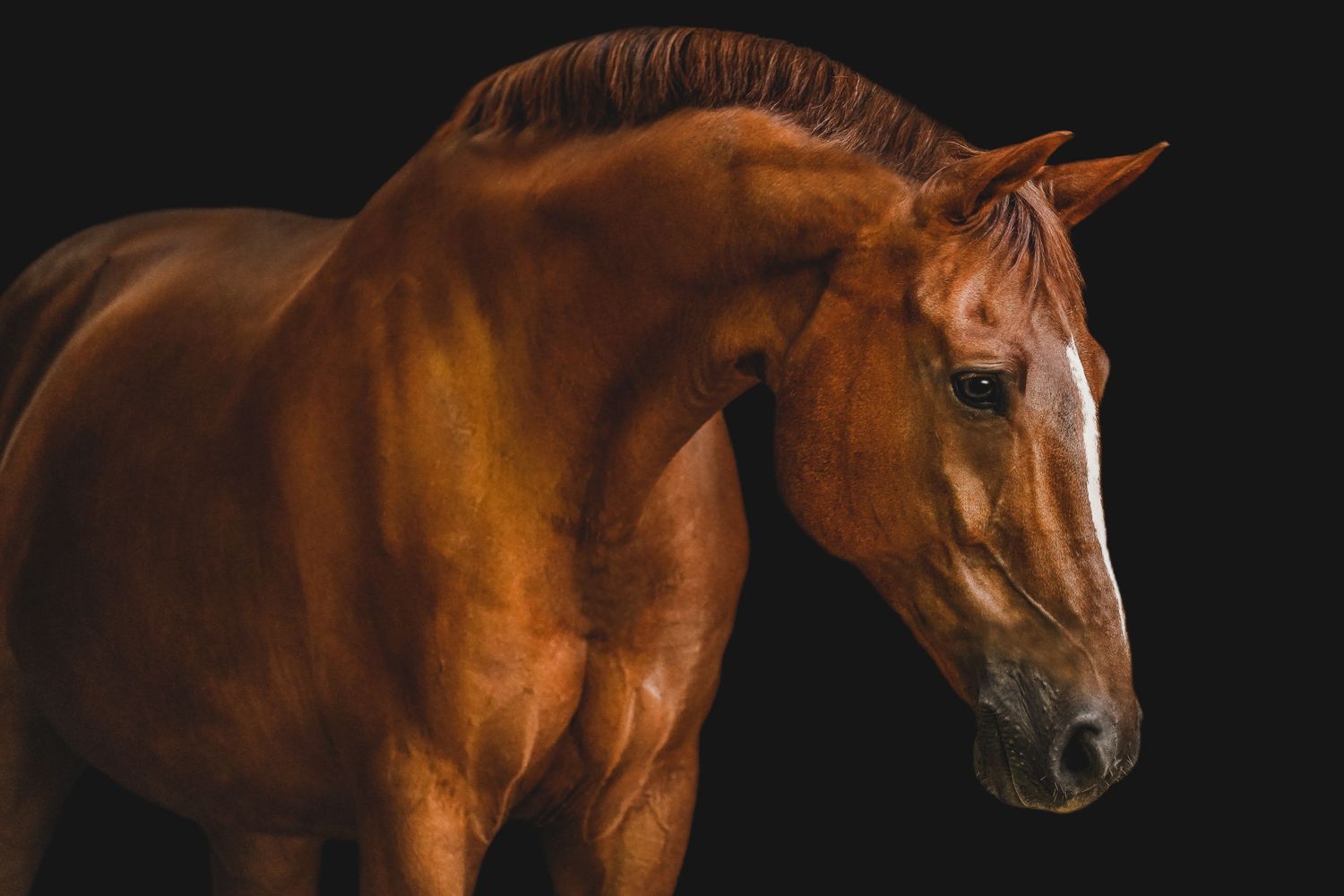 True Story Photography