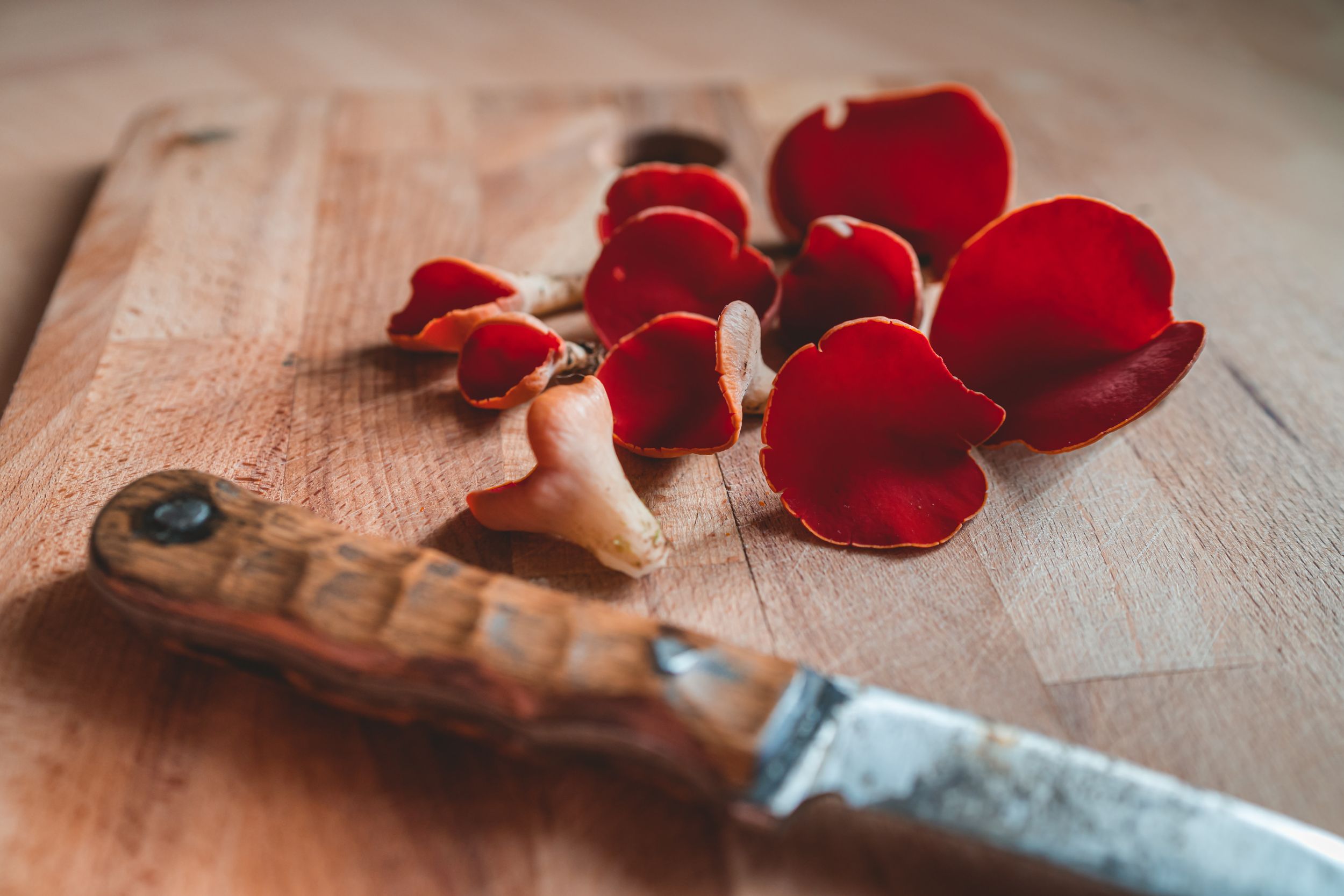 Scarlet or Ruby Elf Cup - The Grizzly Forager: The Definitive Guide to ...