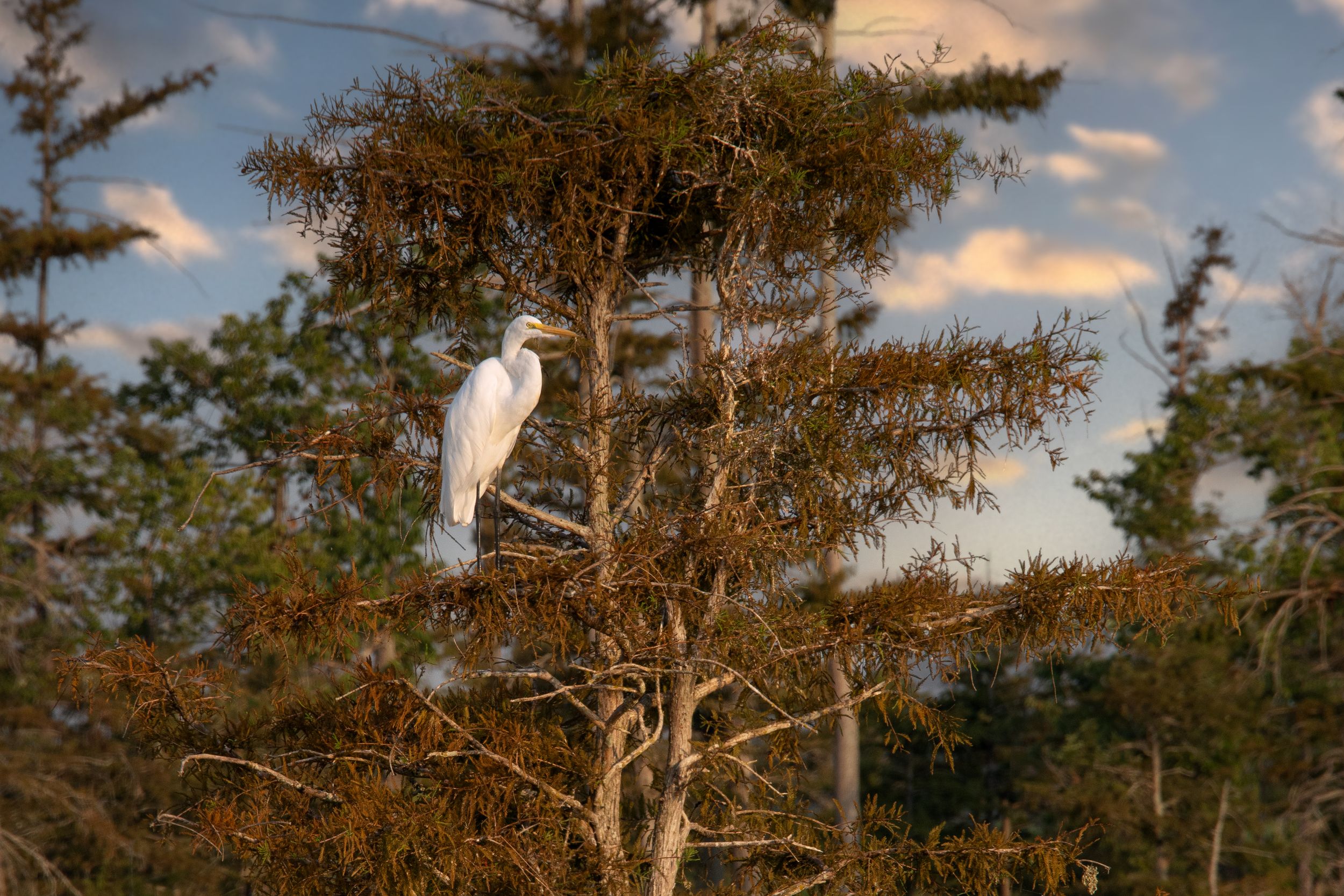Joshua Smith Photography