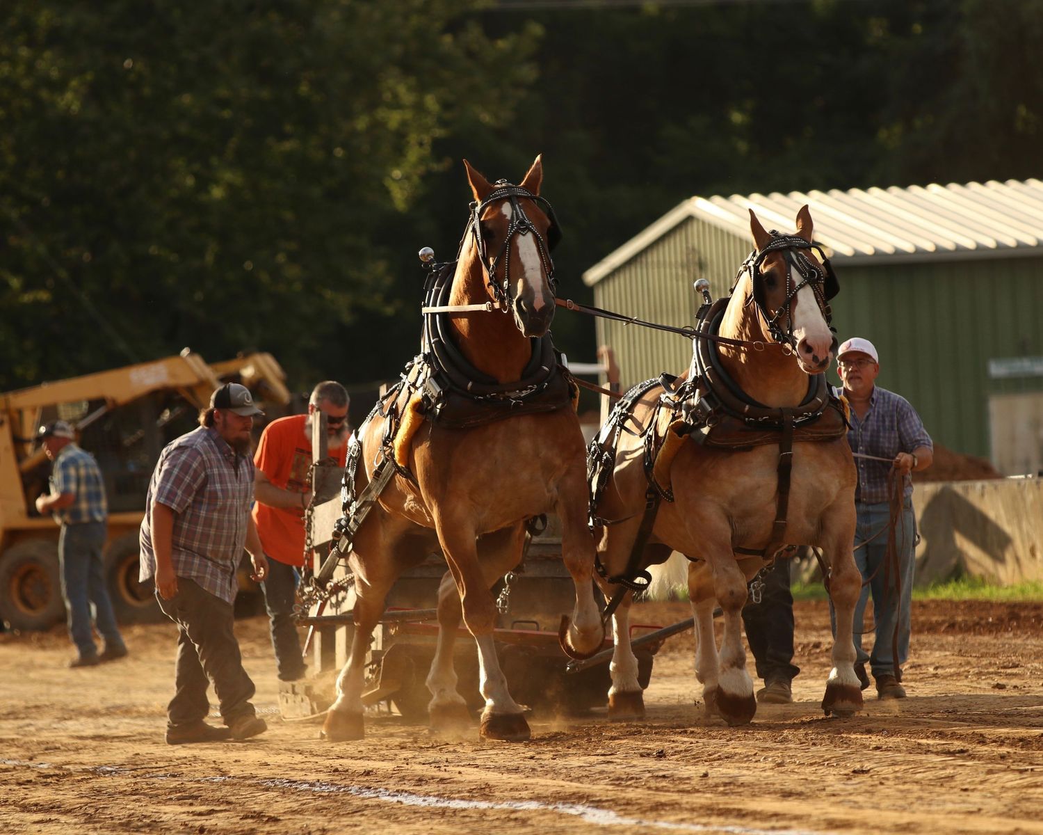 Draft Horse Pull - Solaris Fine Art