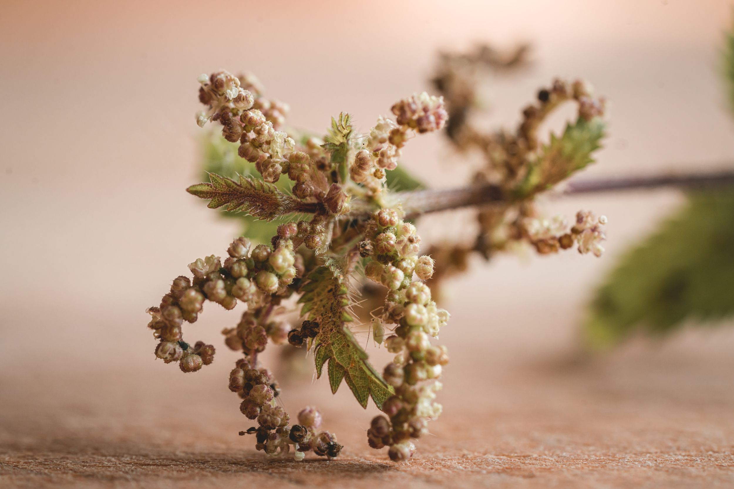 Nettle Seeds - The Grizzly Forager: The Definitive Guide to Foraging ...