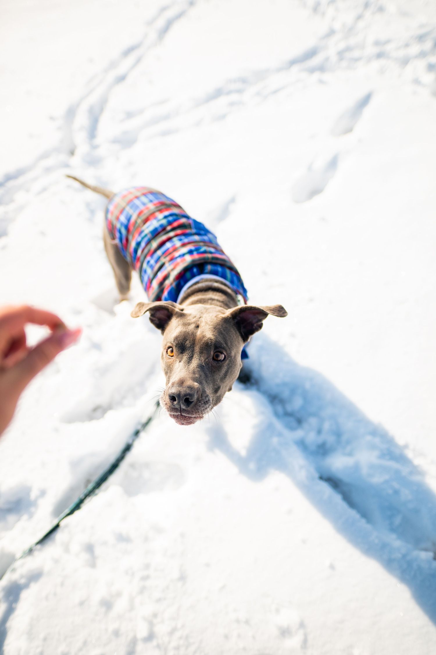 Meet Kase - For the Love of the Pups