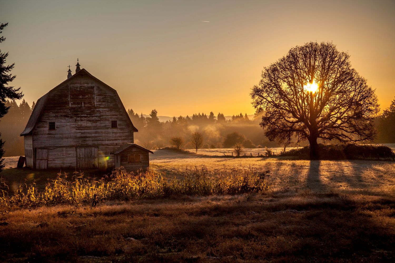 Portfolio - Laura Rider Designs