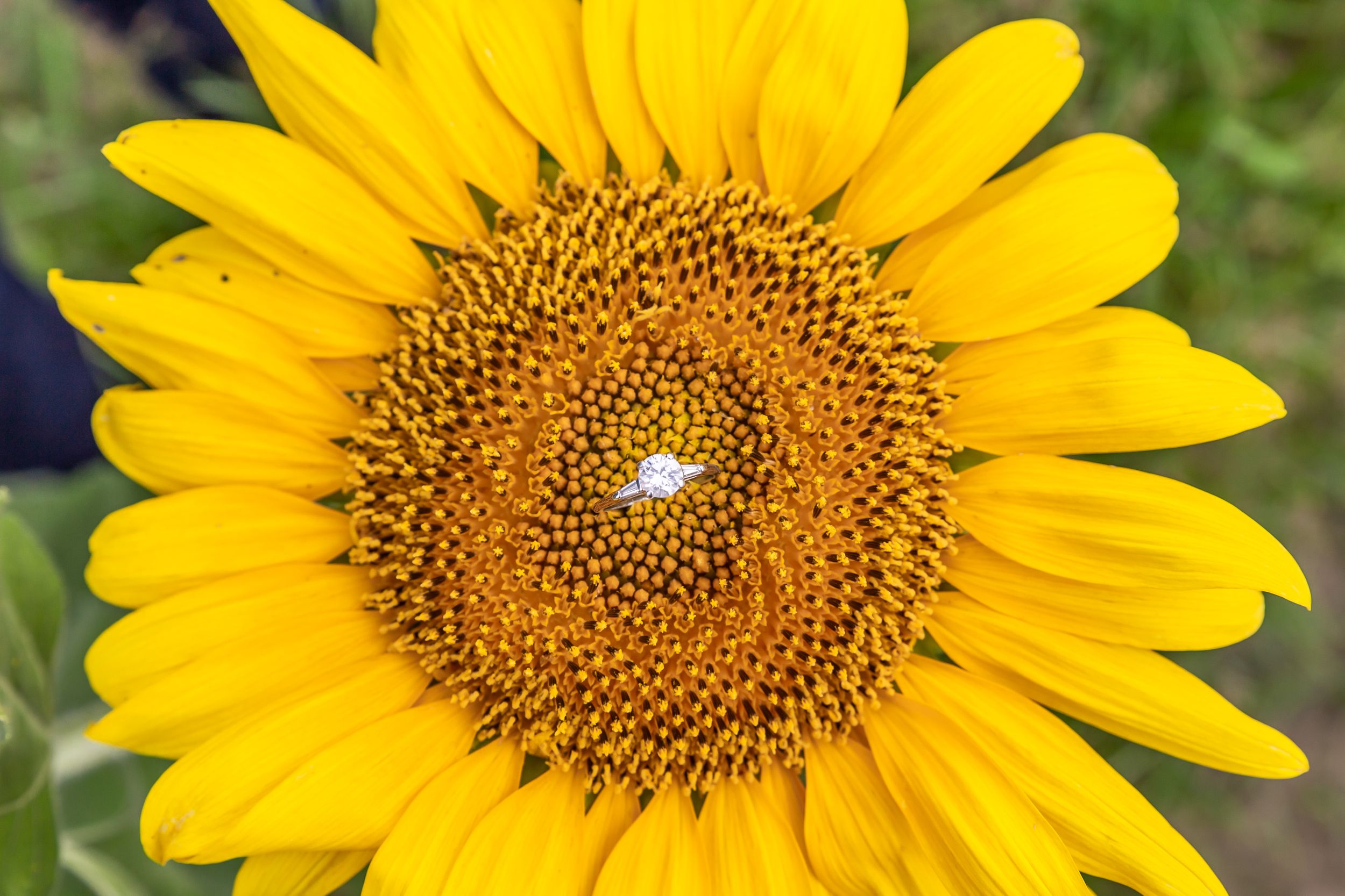 Engagement - Rachel Gill Photography
