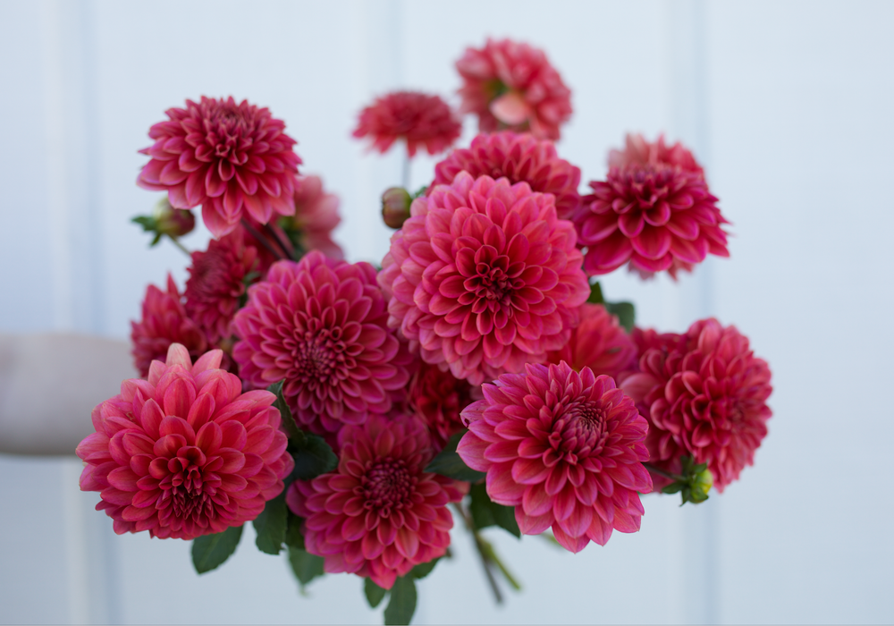 Dahlias - Ruby Moon