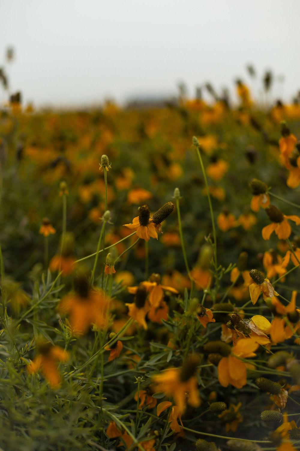 Top 5 Flower Fields in Oregon - Emma K Photo: Oregon Adventure Photographer
