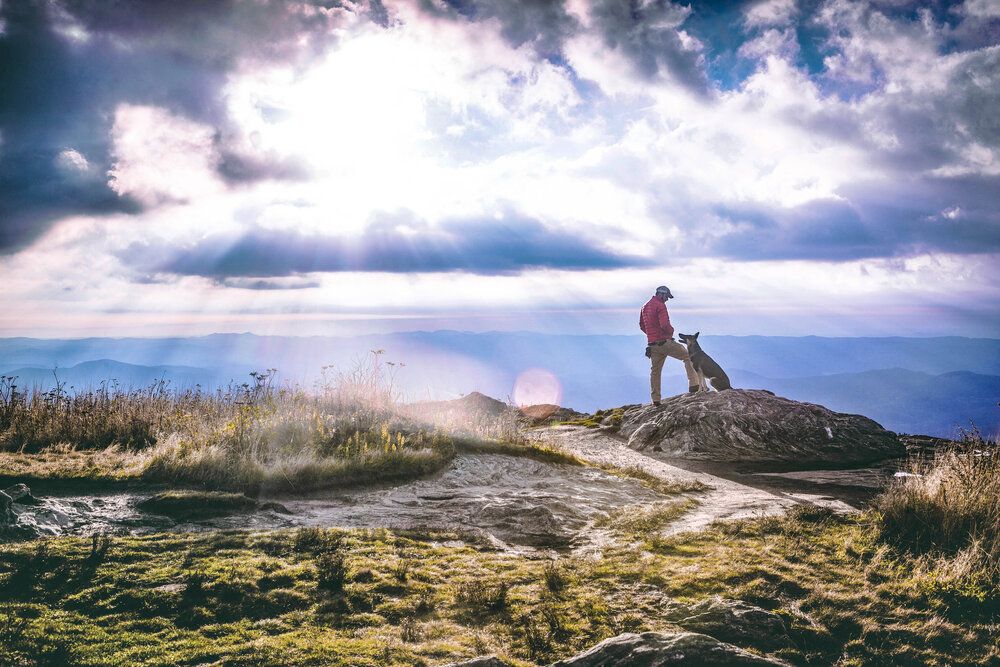 Contact - Hal Alexander Media