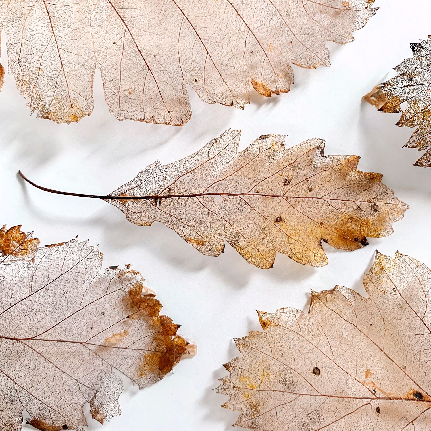 How to Make Leaf Skeletons - Leigh Schneider