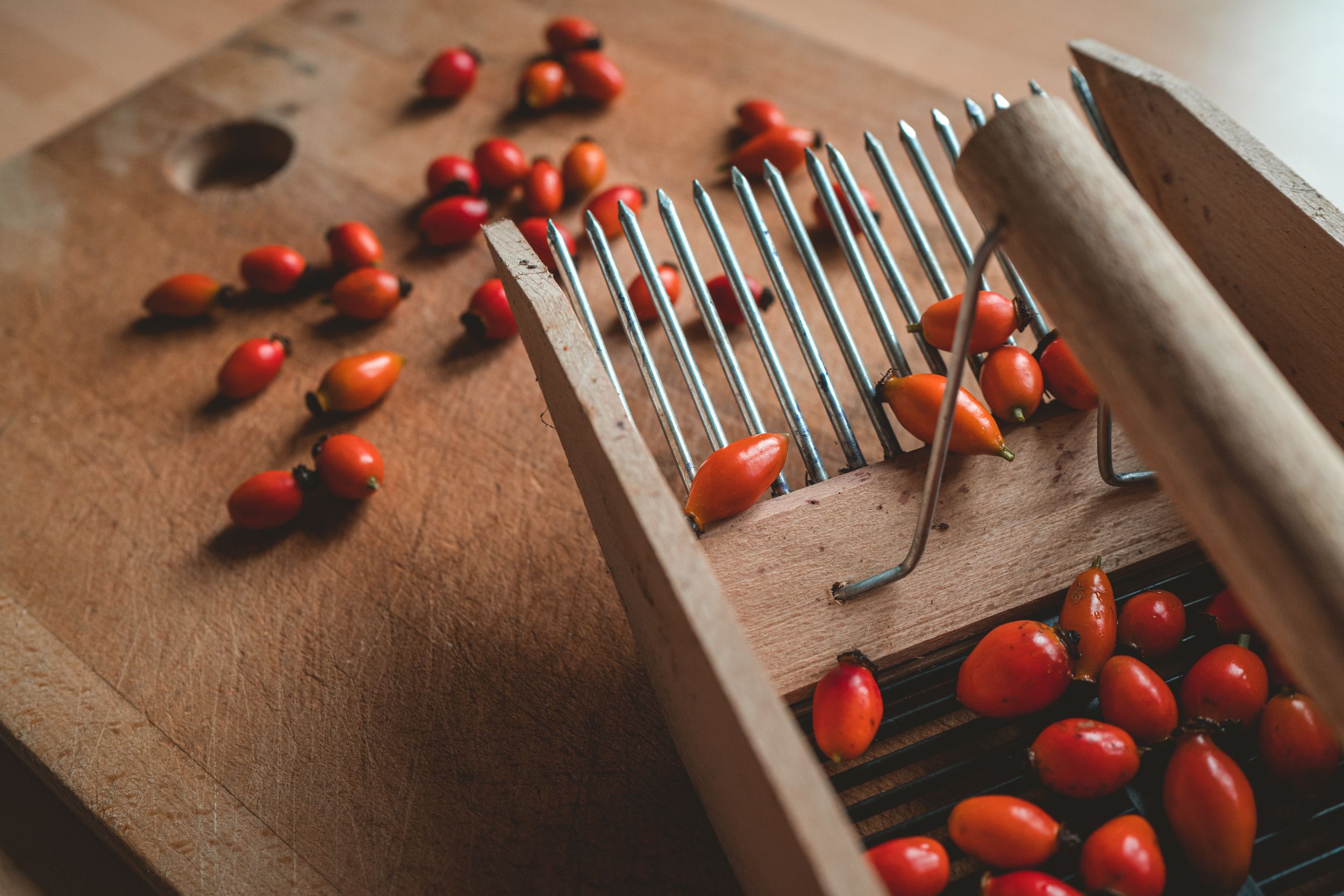 Rosehip - The Grizzly Forager: The Definitive Guide to Foraging with Kids