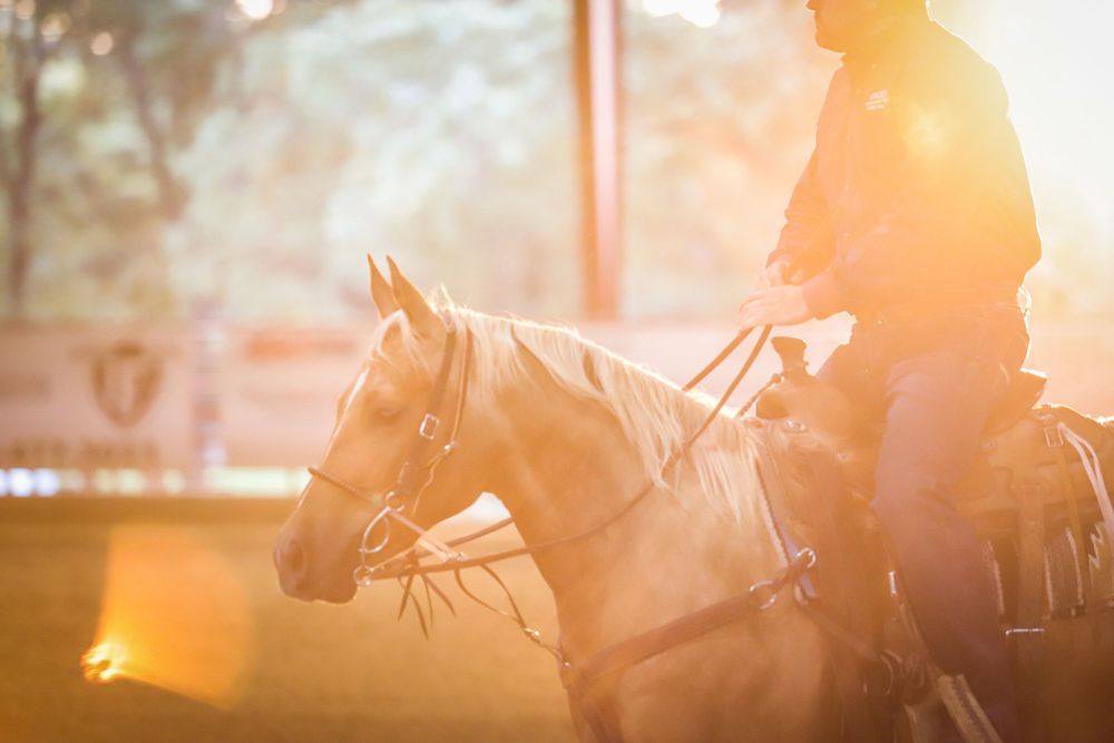 Constable Equine Photography