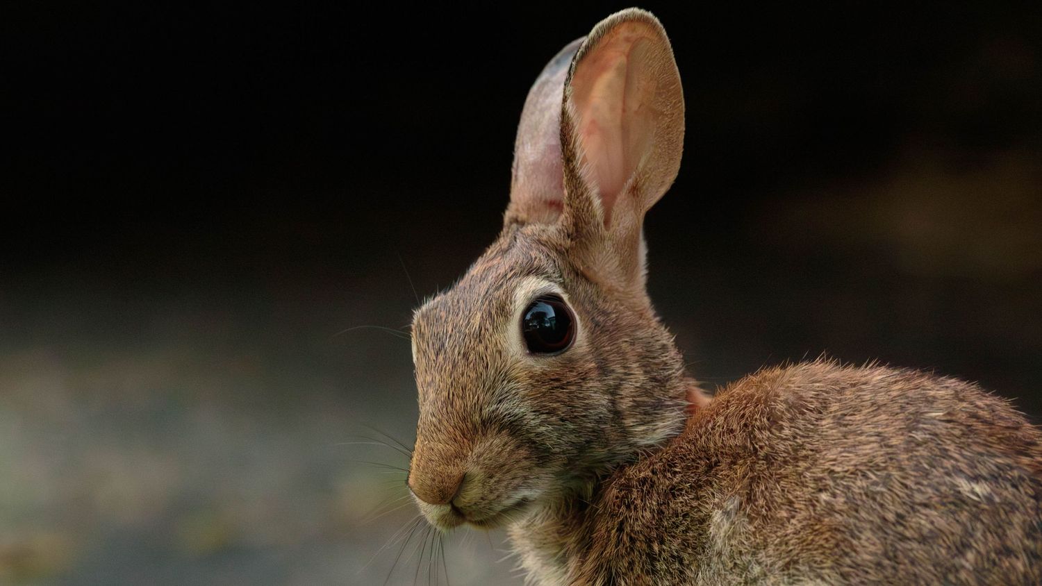 About - David Felber Photography