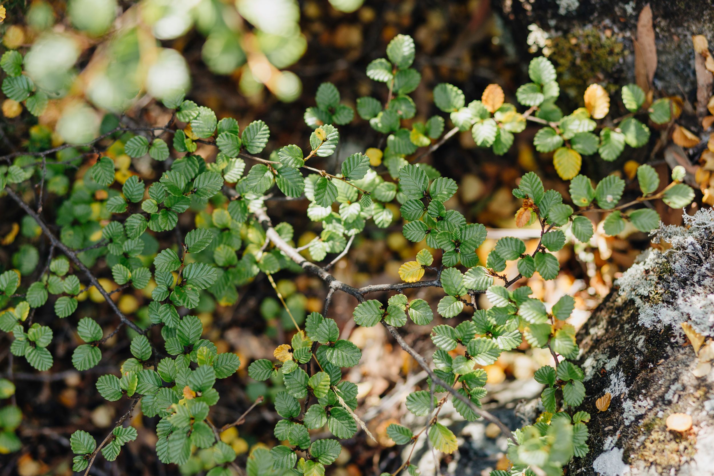 The Turning of the Fagus - Fiddle + Spoon