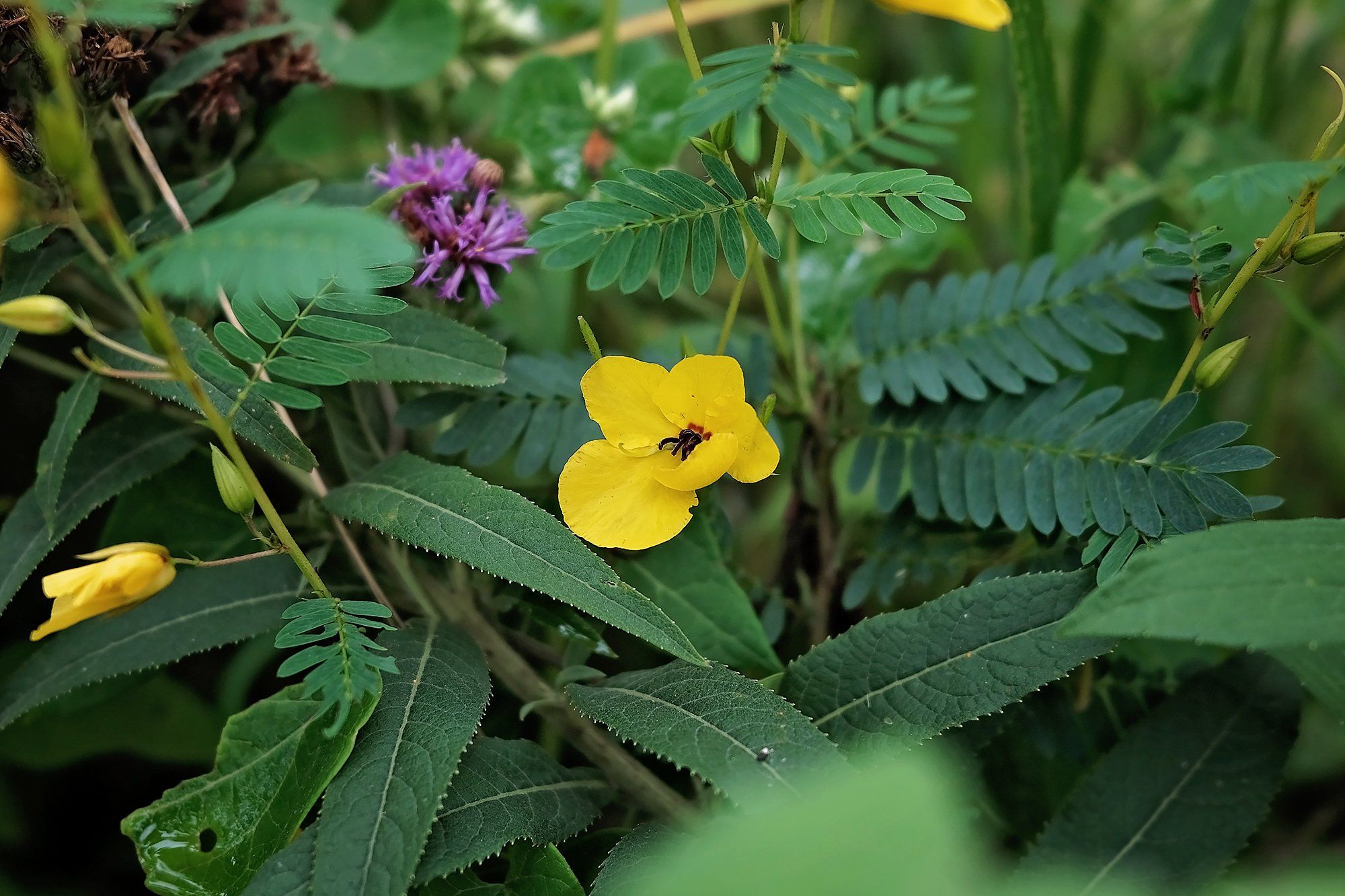 The Partridge Pea - Lindsay Kuehne