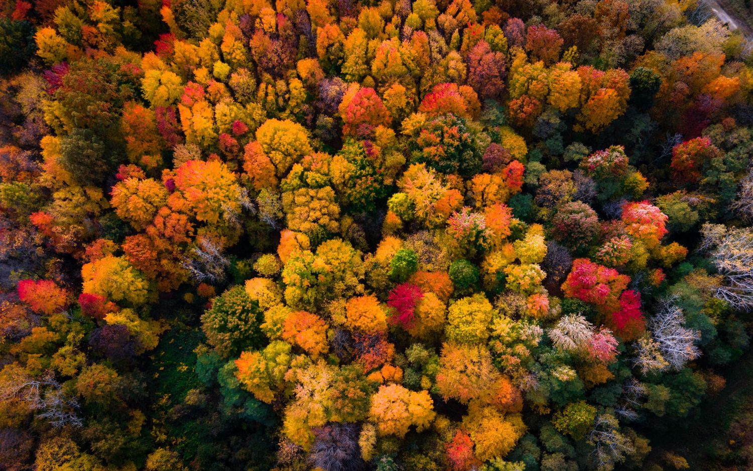 Fall Collection - Timeless Imagery