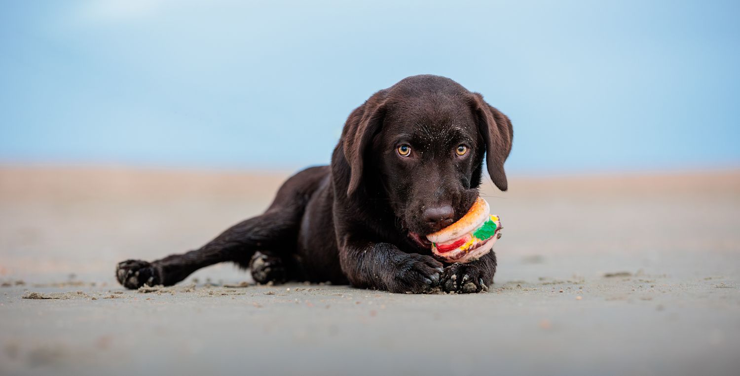 Puppy Membership - Dogs in Focus Phototography