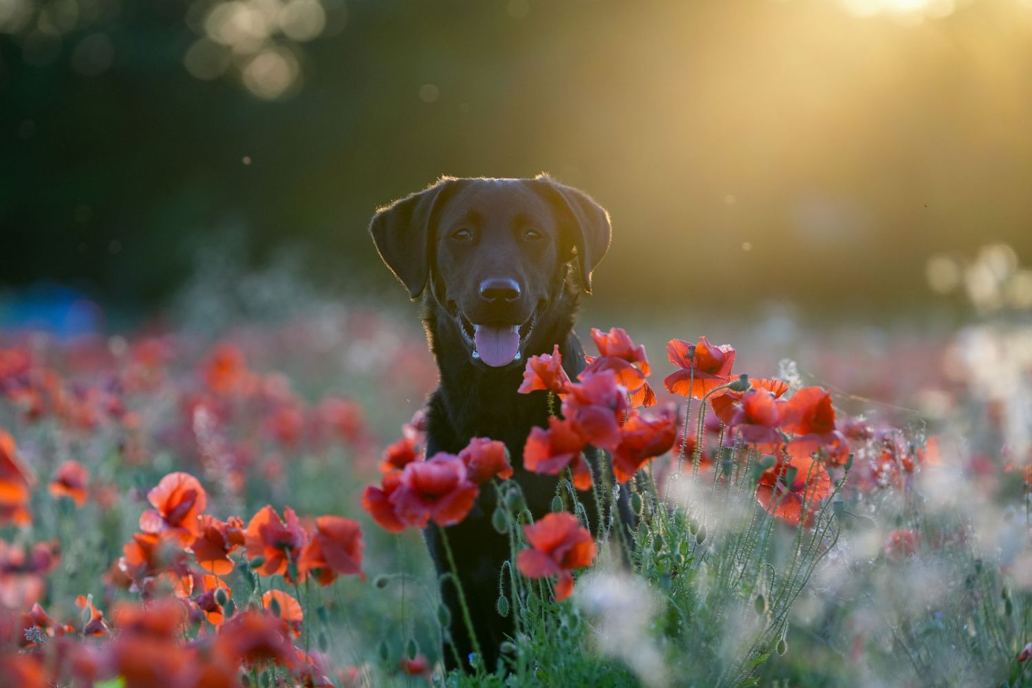 Canine - Hound and Hoof Photography