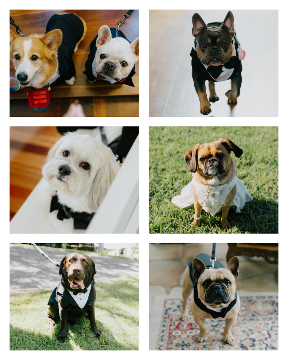 Furry Friends and Love : Dogs in Wedding Photography Fun